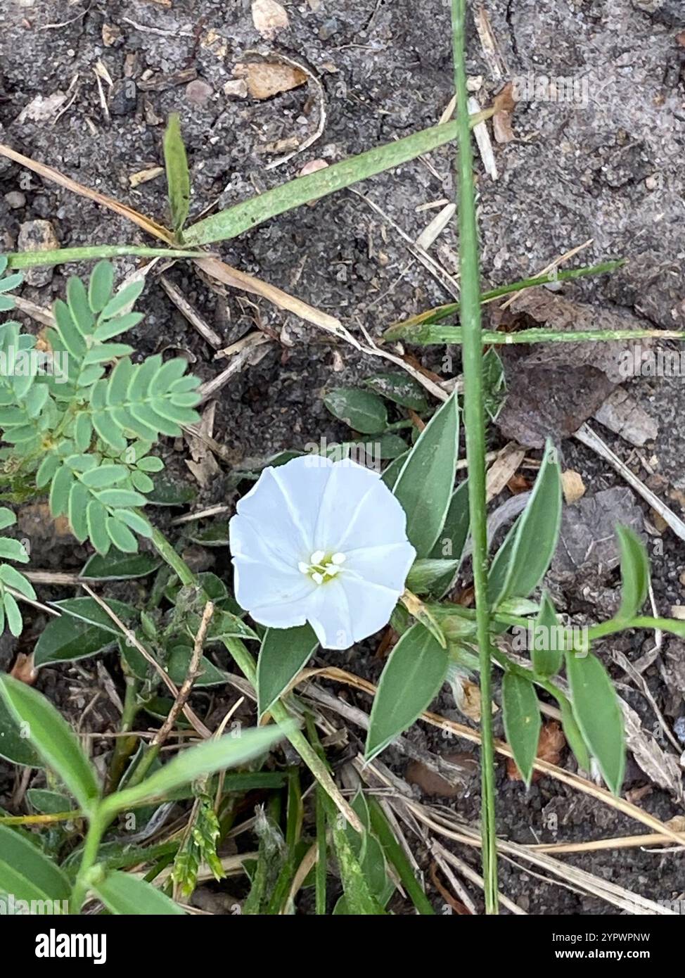 silky evolvulus (Evolvulus sericeus Stock Photo - Alamy