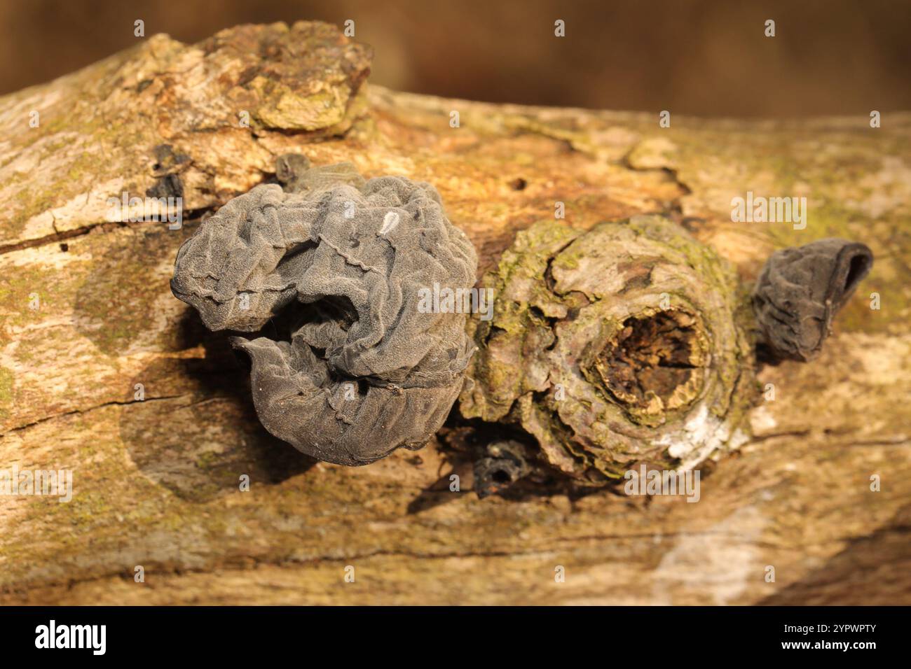 Jelly Ear (Auricularia auricula-judae Stock Photo - Alamy
