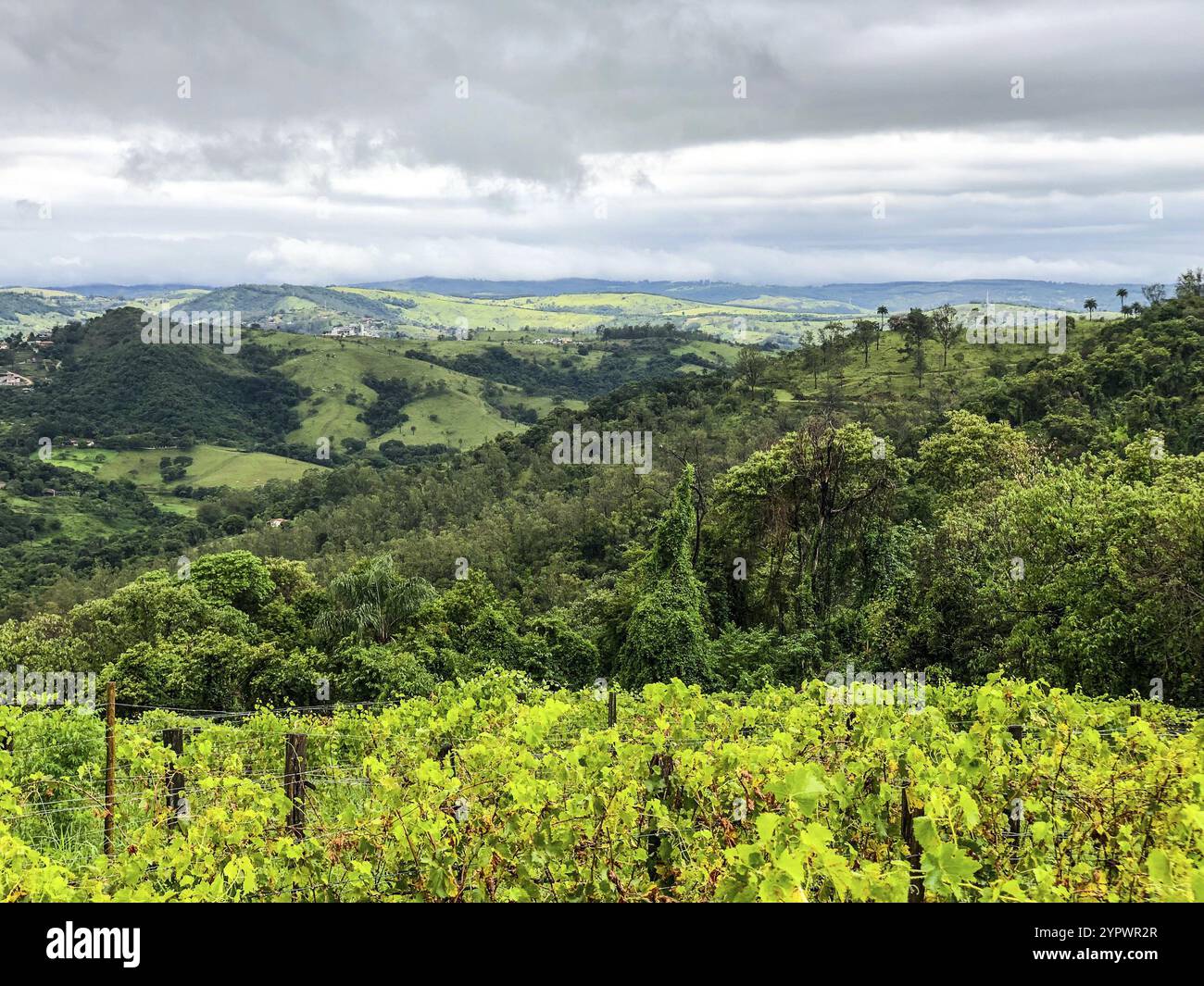 Vineyards in the mountain during cloudy raining season. Grapevines in ...