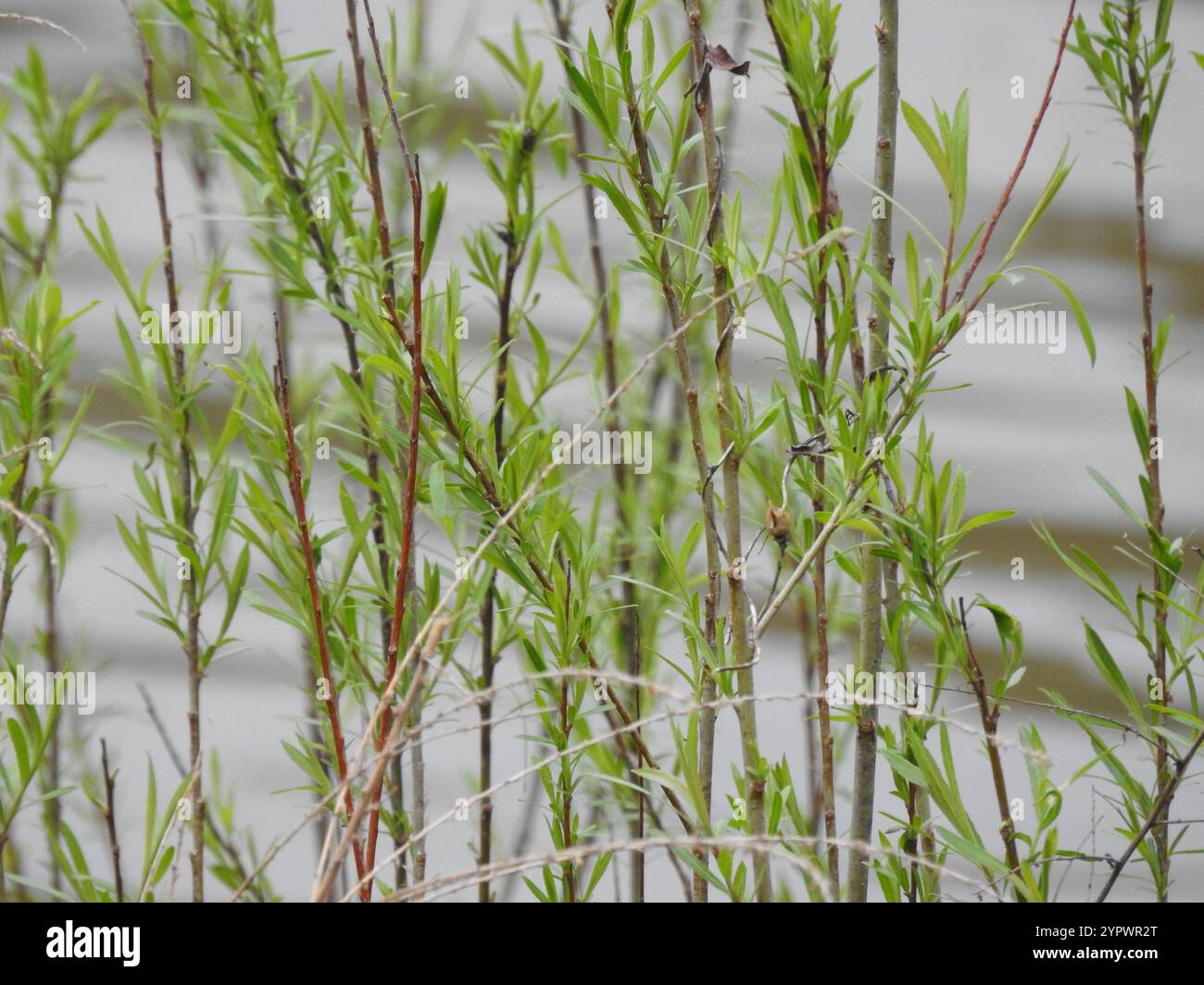 Sandbar willow hi-res stock photography and images - Alamy