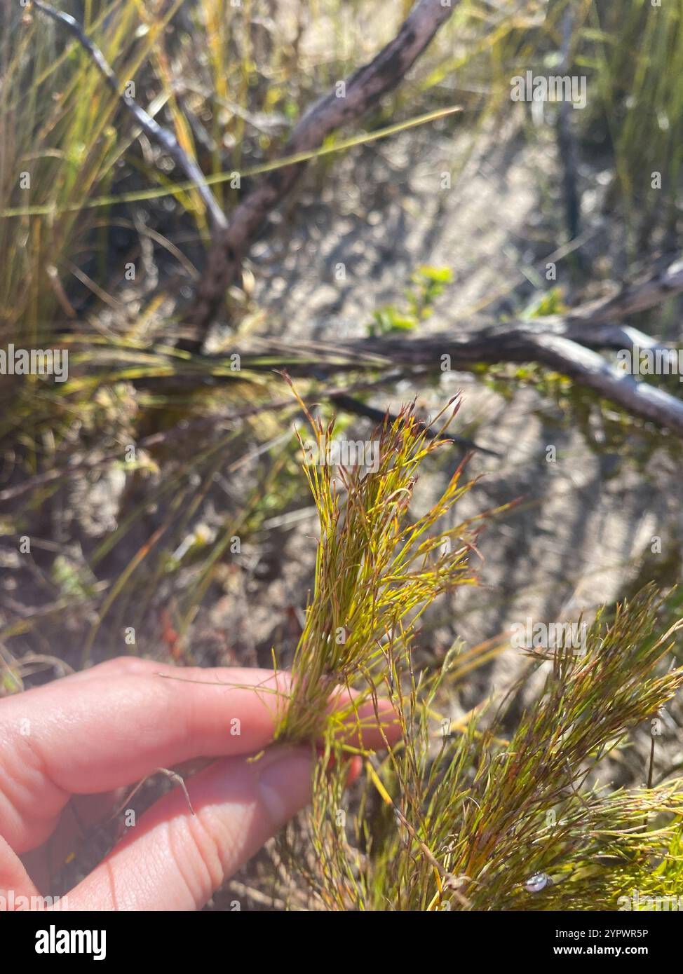 Restiads hi-res stock photography and images - Alamy