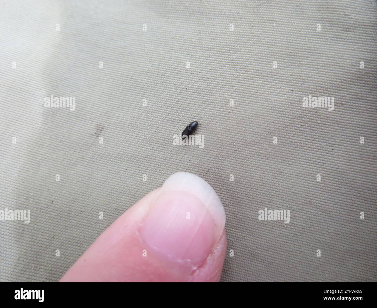 True Weevils (Curculionidae Stock Photo - Alamy