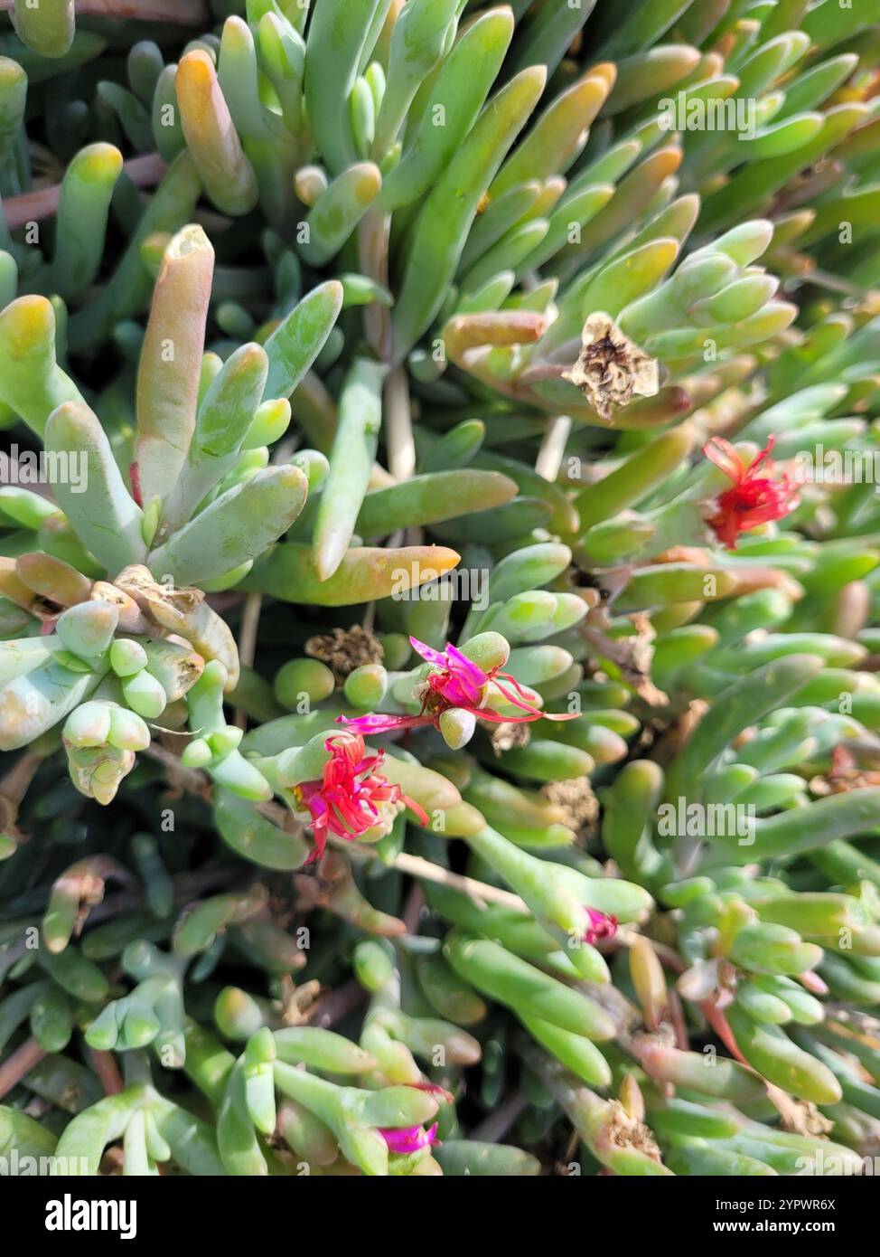 Malephora crocea hi-res stock photography and images - Alamy
