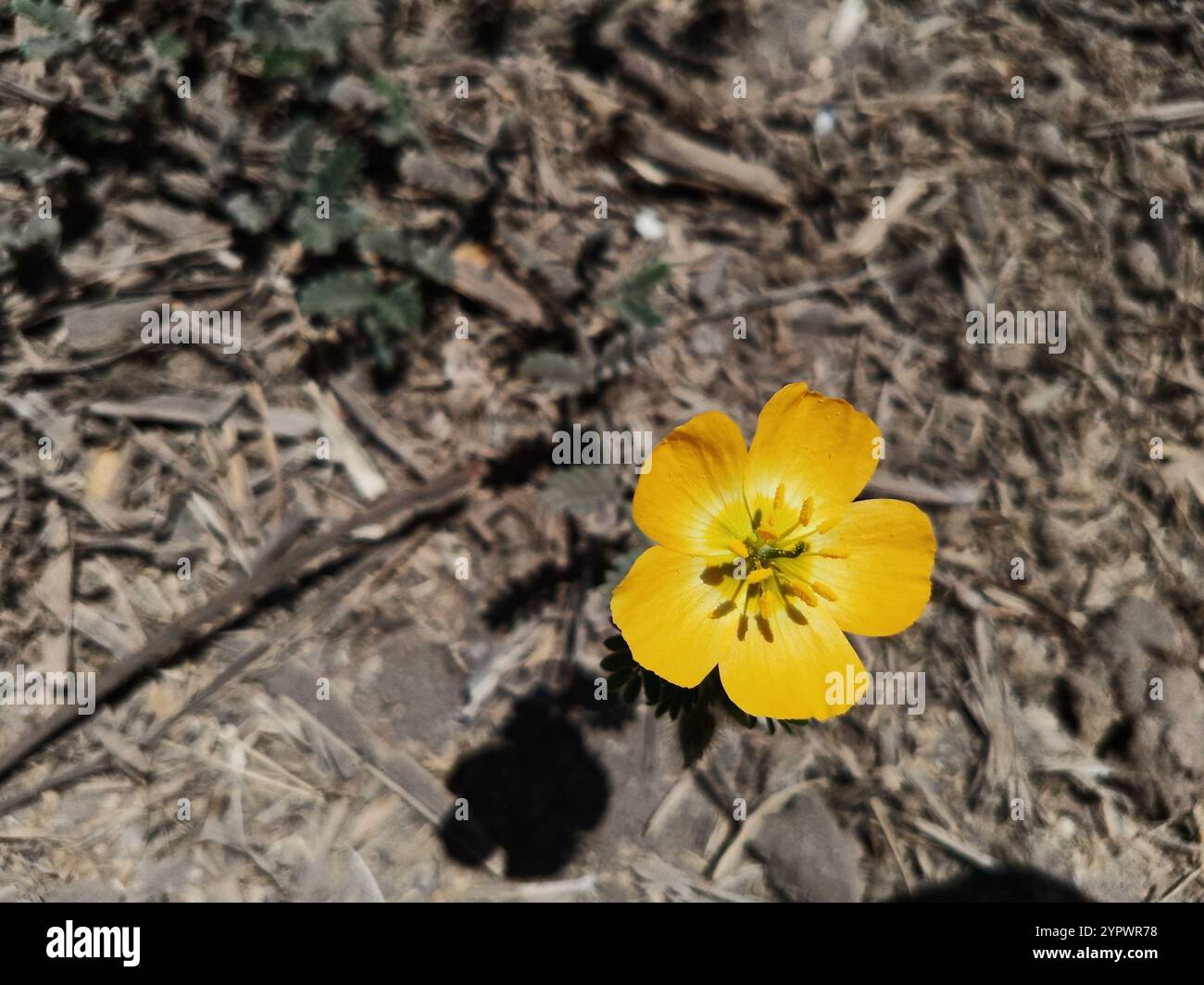 Arizona poppy (Kallstroemia grandiflora Stock Photo - Alamy