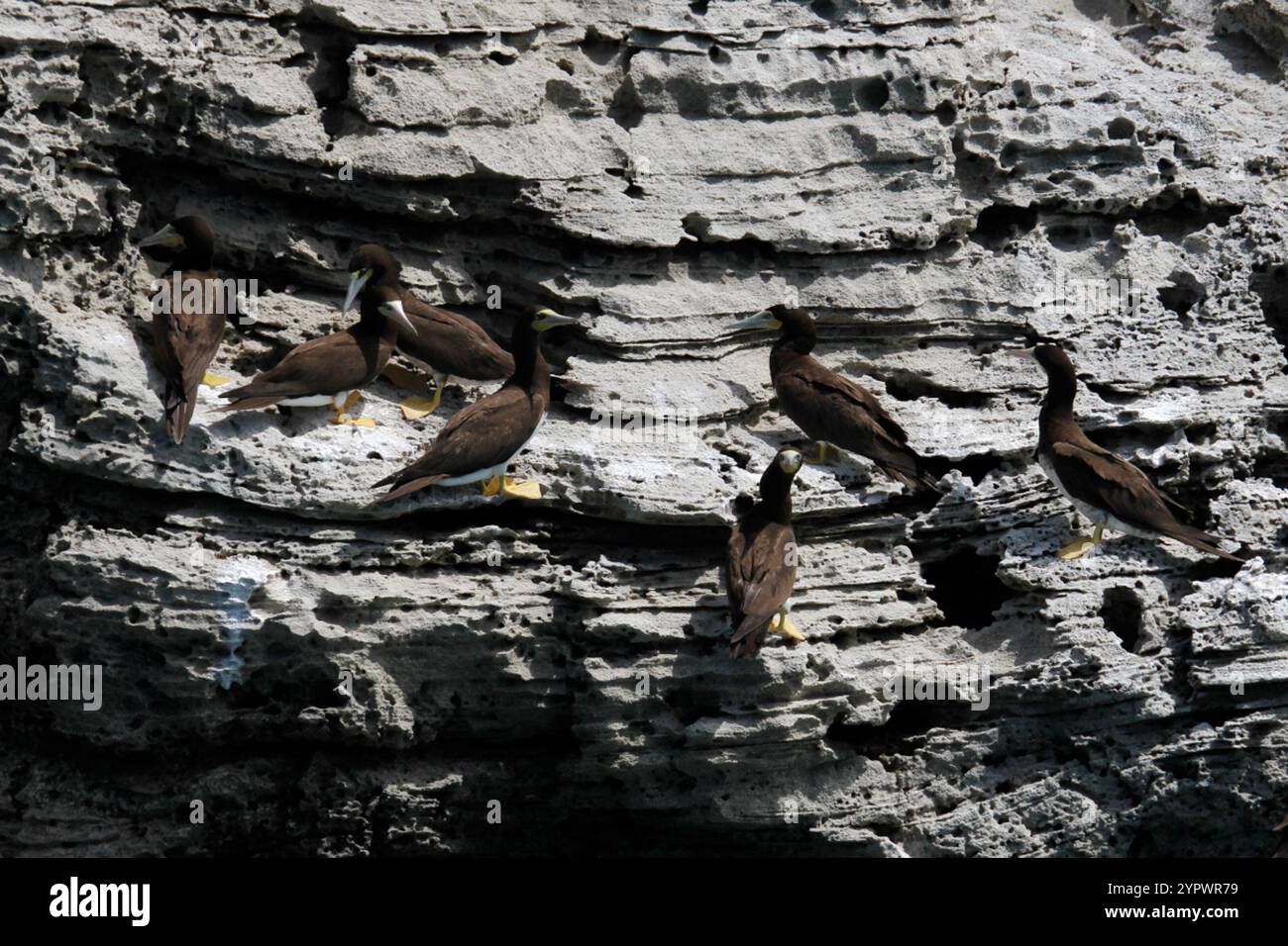 Brown Booby (Sula leucogaster Stock Photo - Alamy