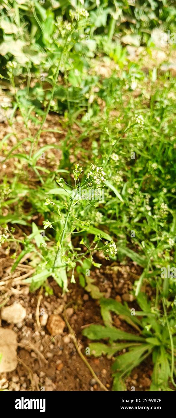 shepherd's-purse (Capsella bursa-pastoris Stock Photo - Alamy