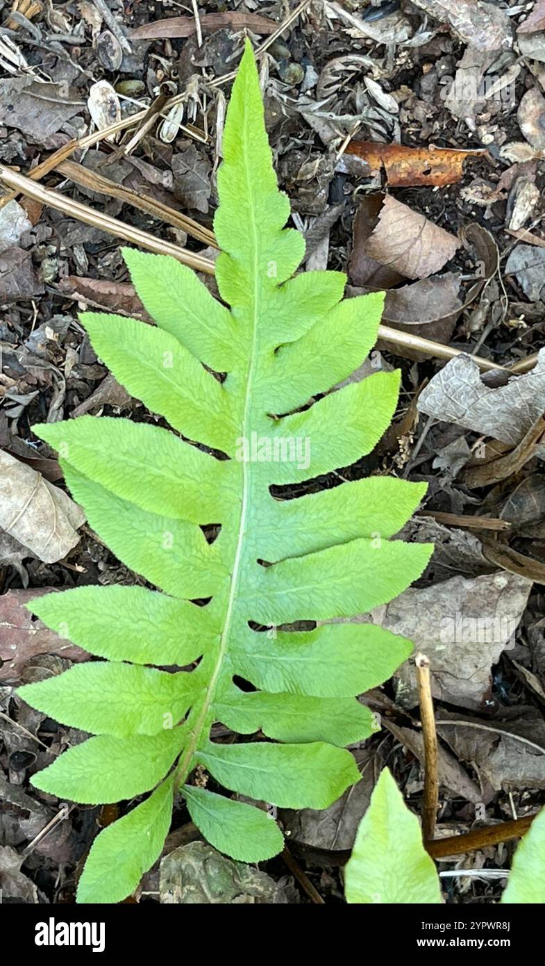 netted chain fern (Woodwardia areolata Stock Photo - Alamy