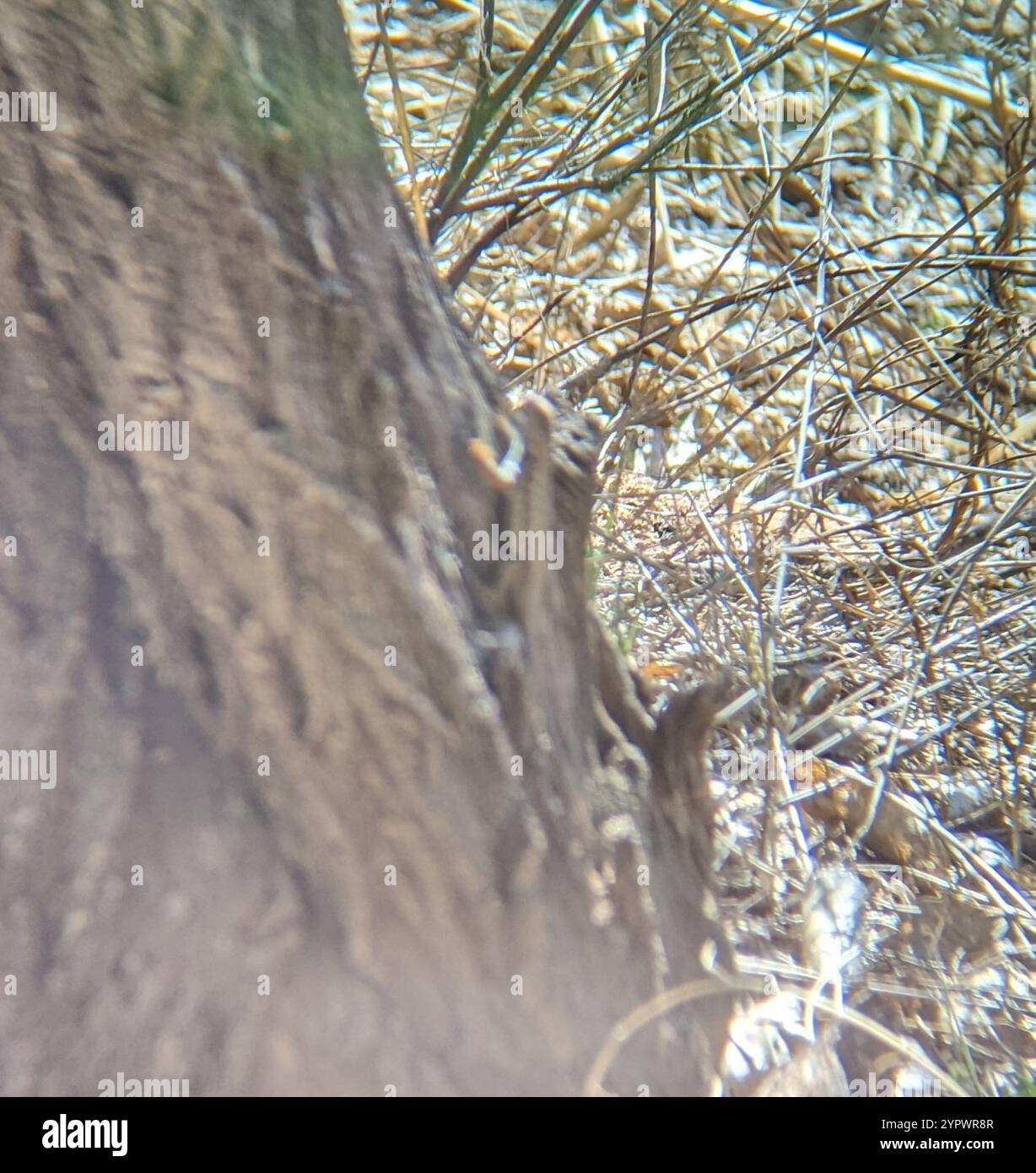 Spiny Lizards (Sceloporus Stock Photo - Alamy