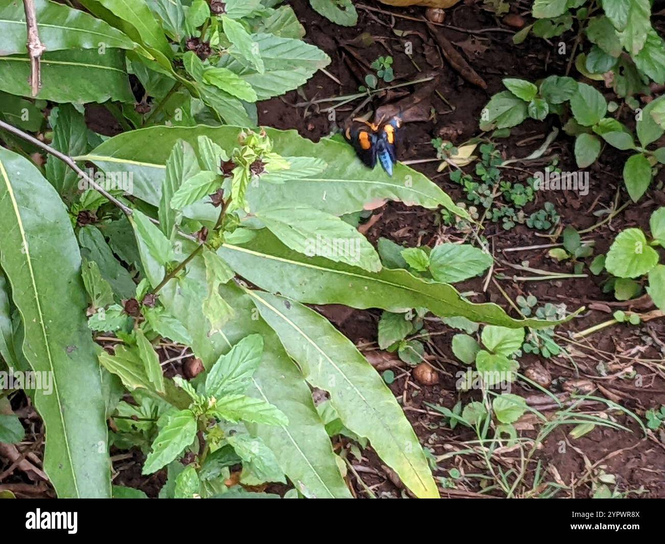 African Peach Moth (Egybolis vaillantina Stock Photo - Alamy