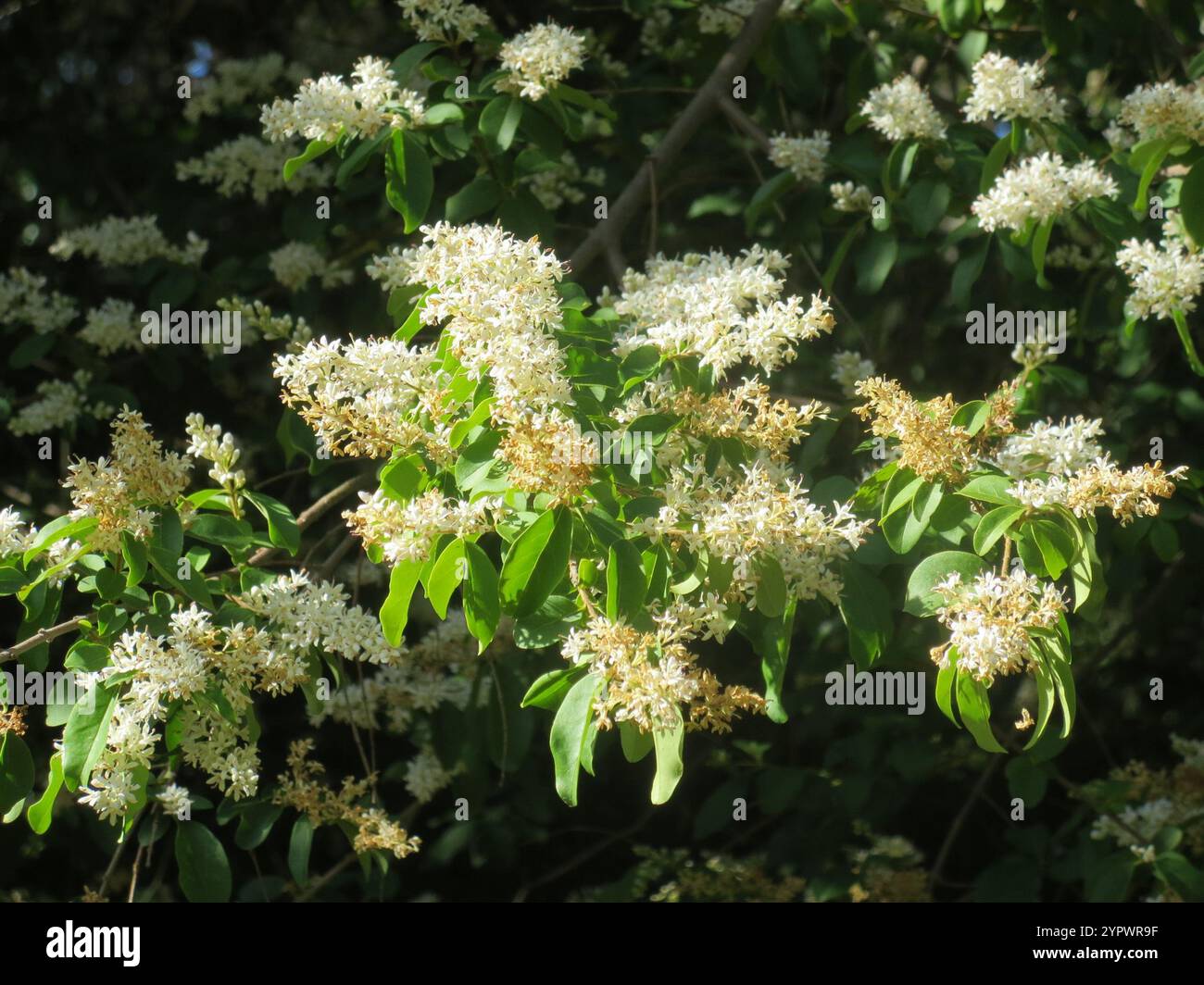 Chinese privet (Ligustrum sinense Stock Photo - Alamy