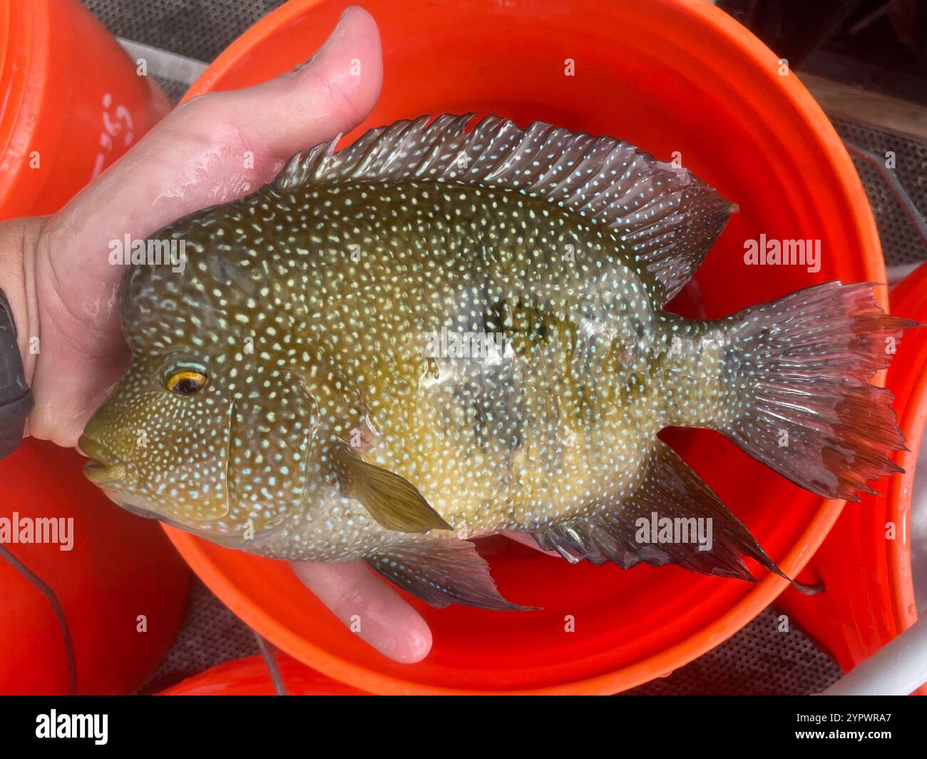 Texas cichlid hi-res stock photography and images - Alamy