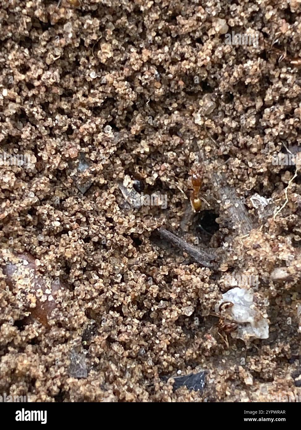 Yellow Pyramid Ant (Dorymyrmex flavus Stock Photo - Alamy