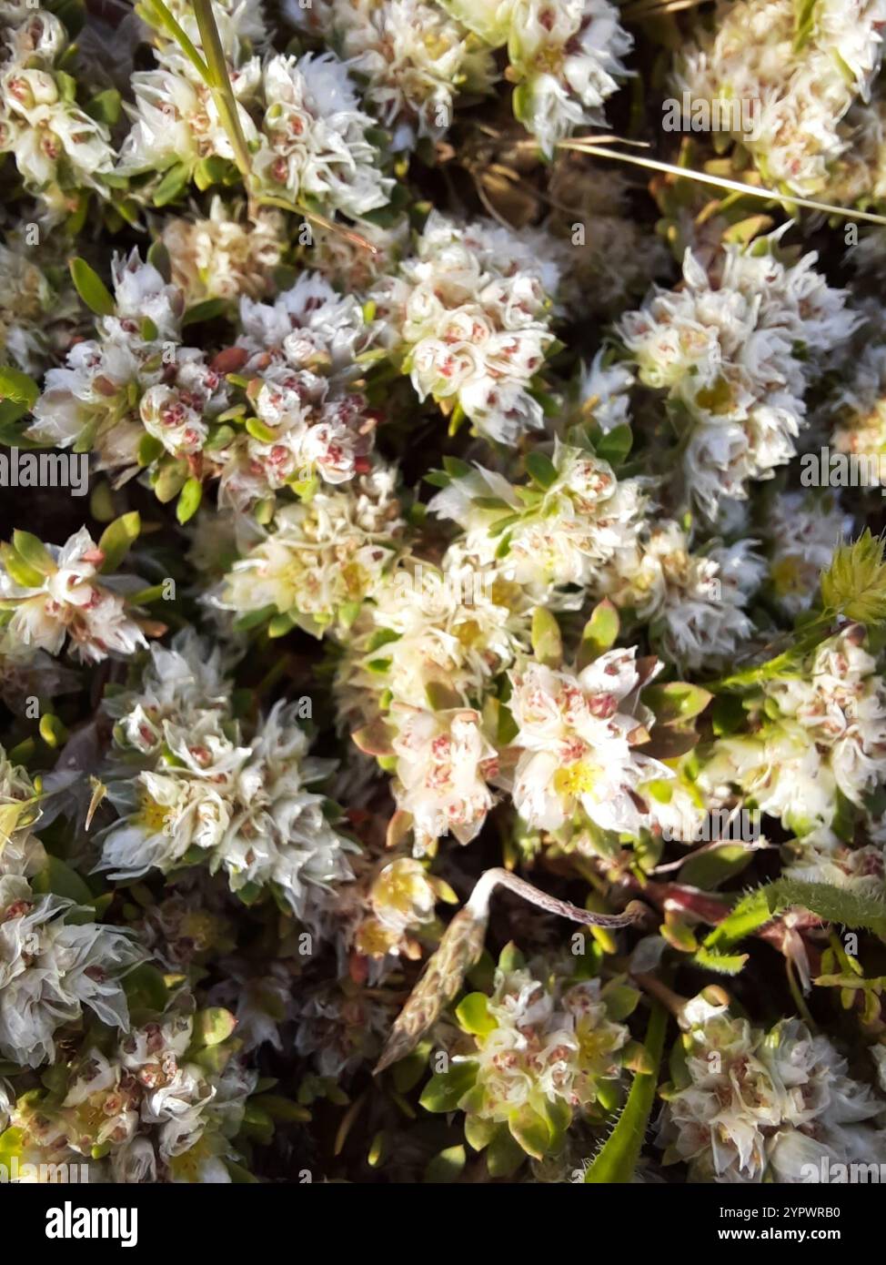 Algerian Tea (Paronychia argentea Stock Photo - Alamy