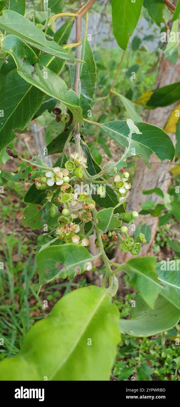 swamp box (Lophostemon suaveolens Stock Photo - Alamy
