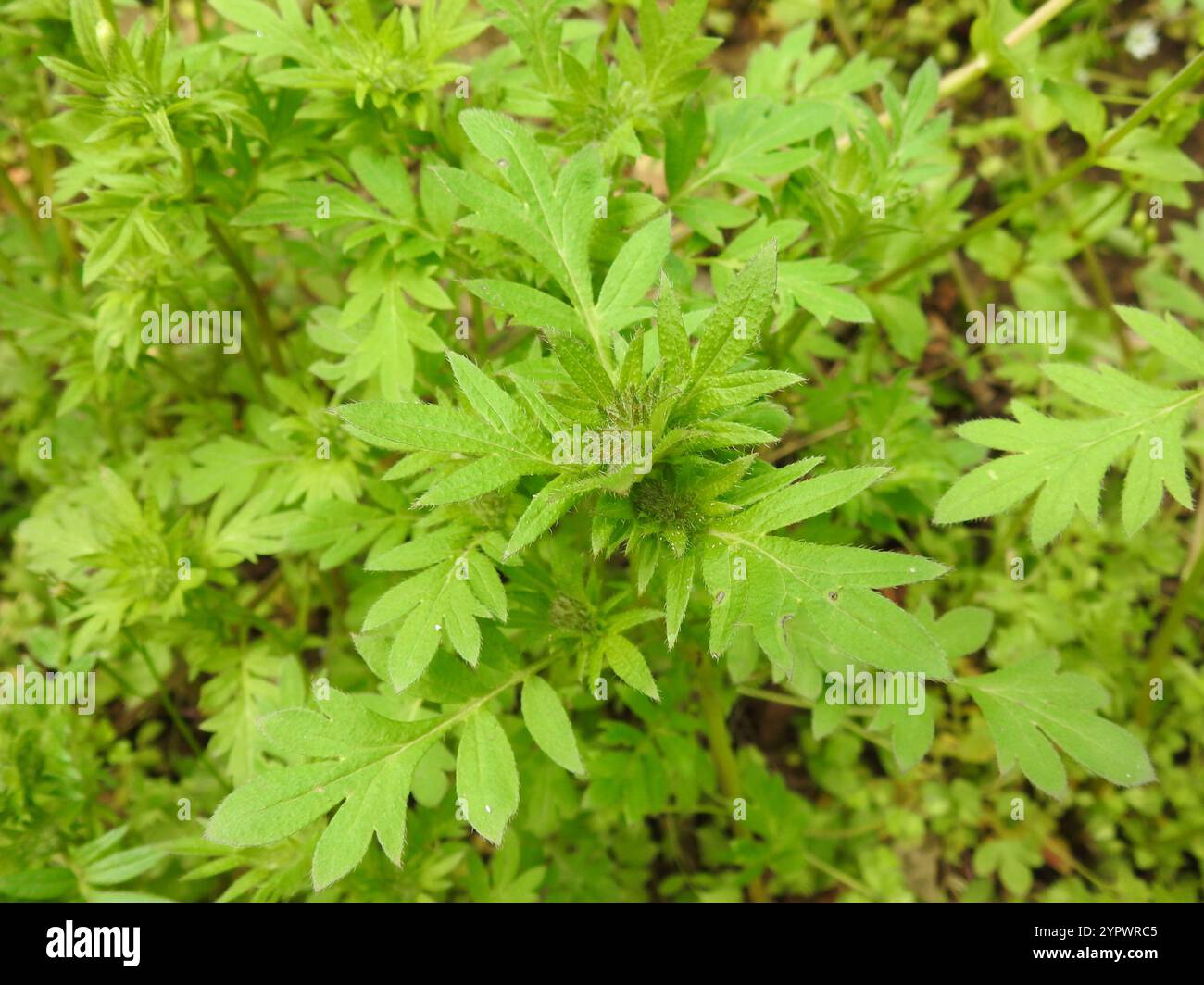 Miami Mist (Phacelia purshii Stock Photo - Alamy