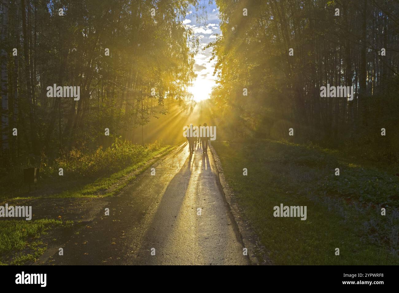 The sun's rays break through the fog. Early evening Stock Photo - Alamy