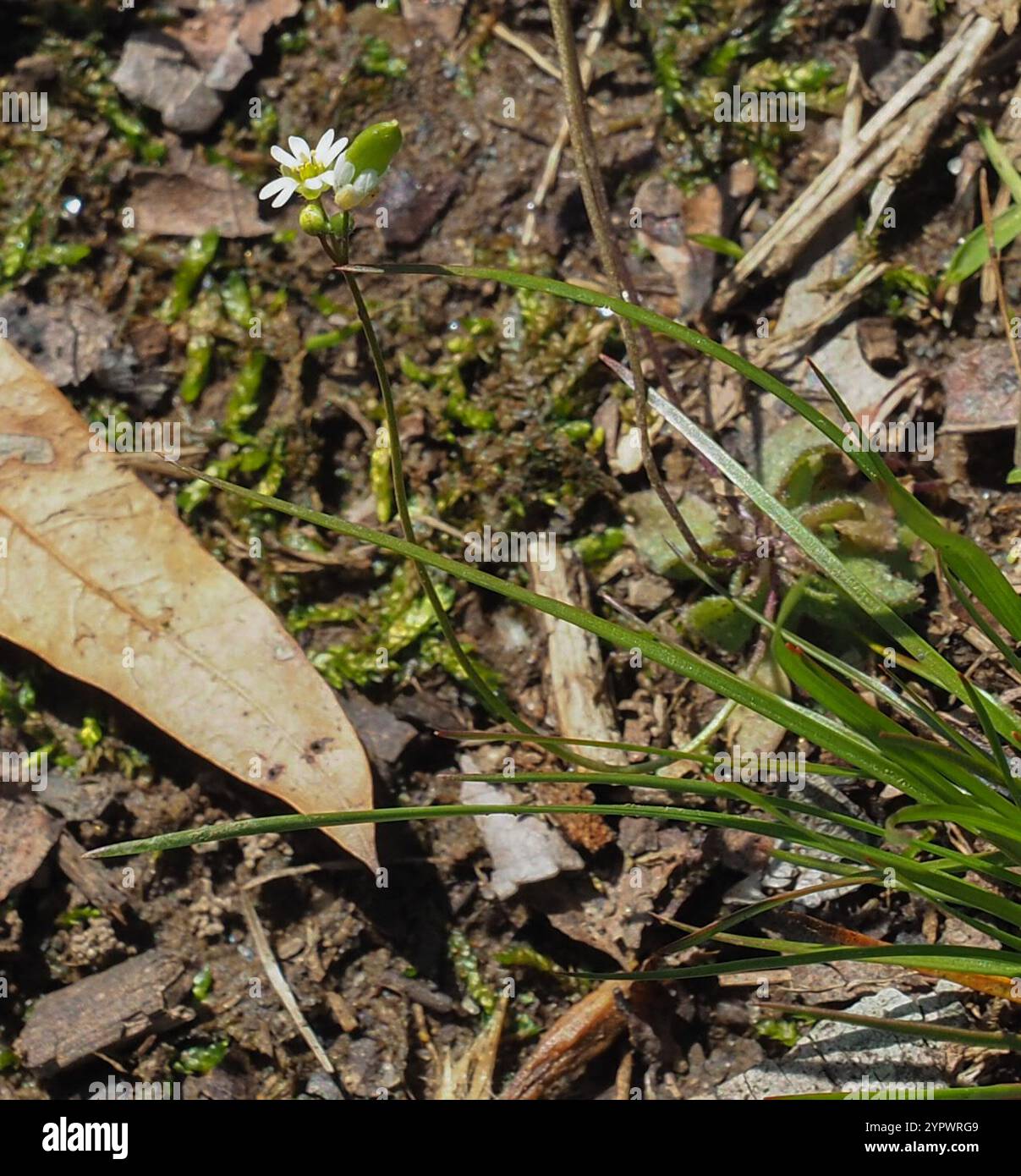 Common Whitlowgrass (Draba verna Stock Photo - Alamy