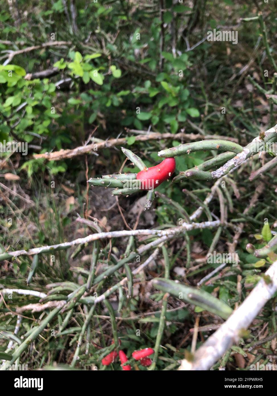 Christmas cholla (Cylindropuntia leptocaulis Stock Photo - Alamy
