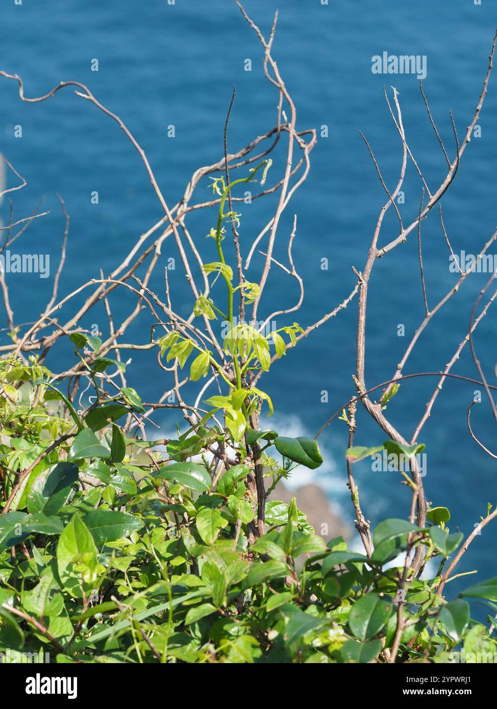 Evergreen Wisteria (Wisteriopsis reticulata Stock Photo - Alamy