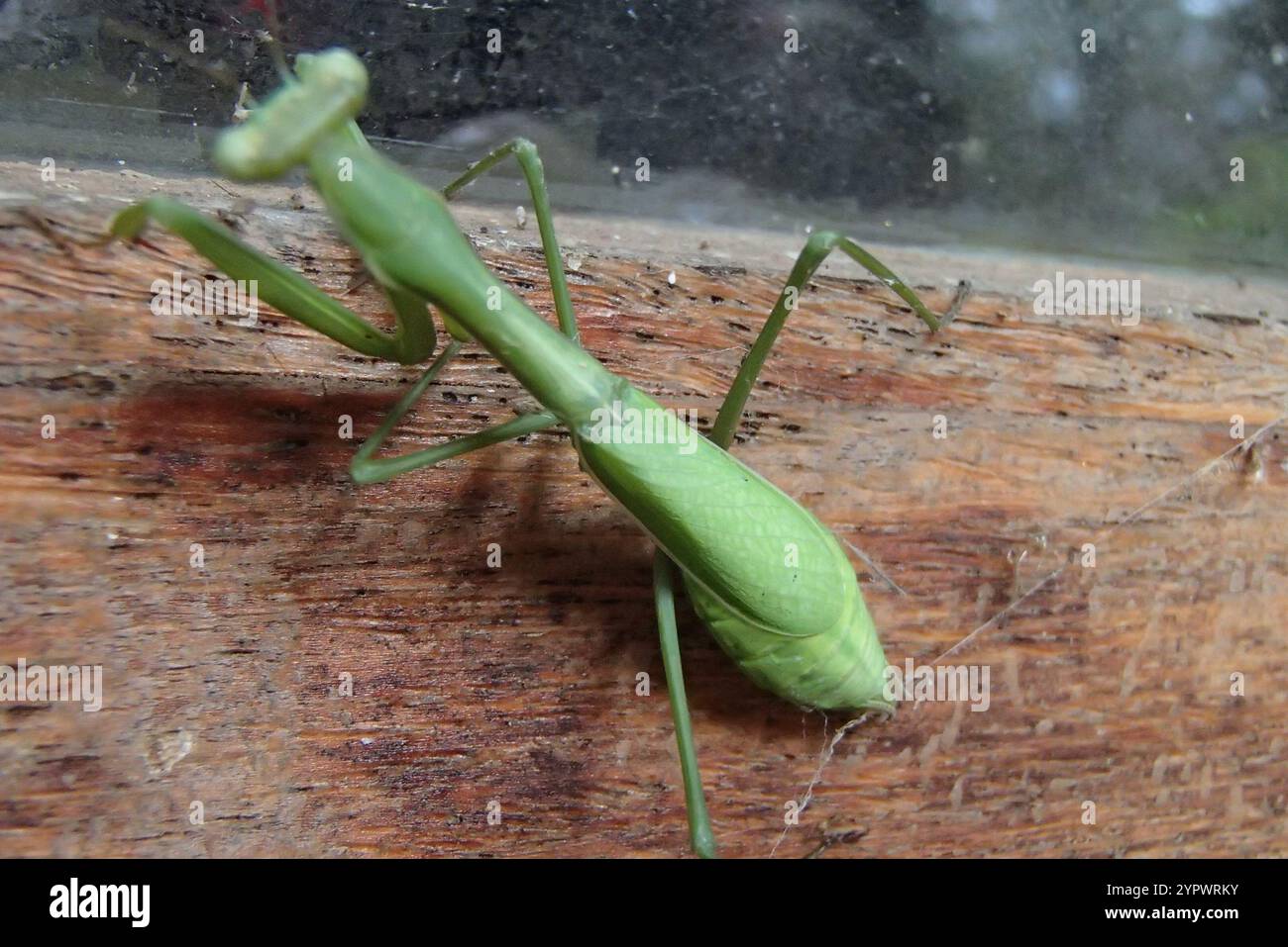 False garden mantis hi-res stock photography and images - Alamy