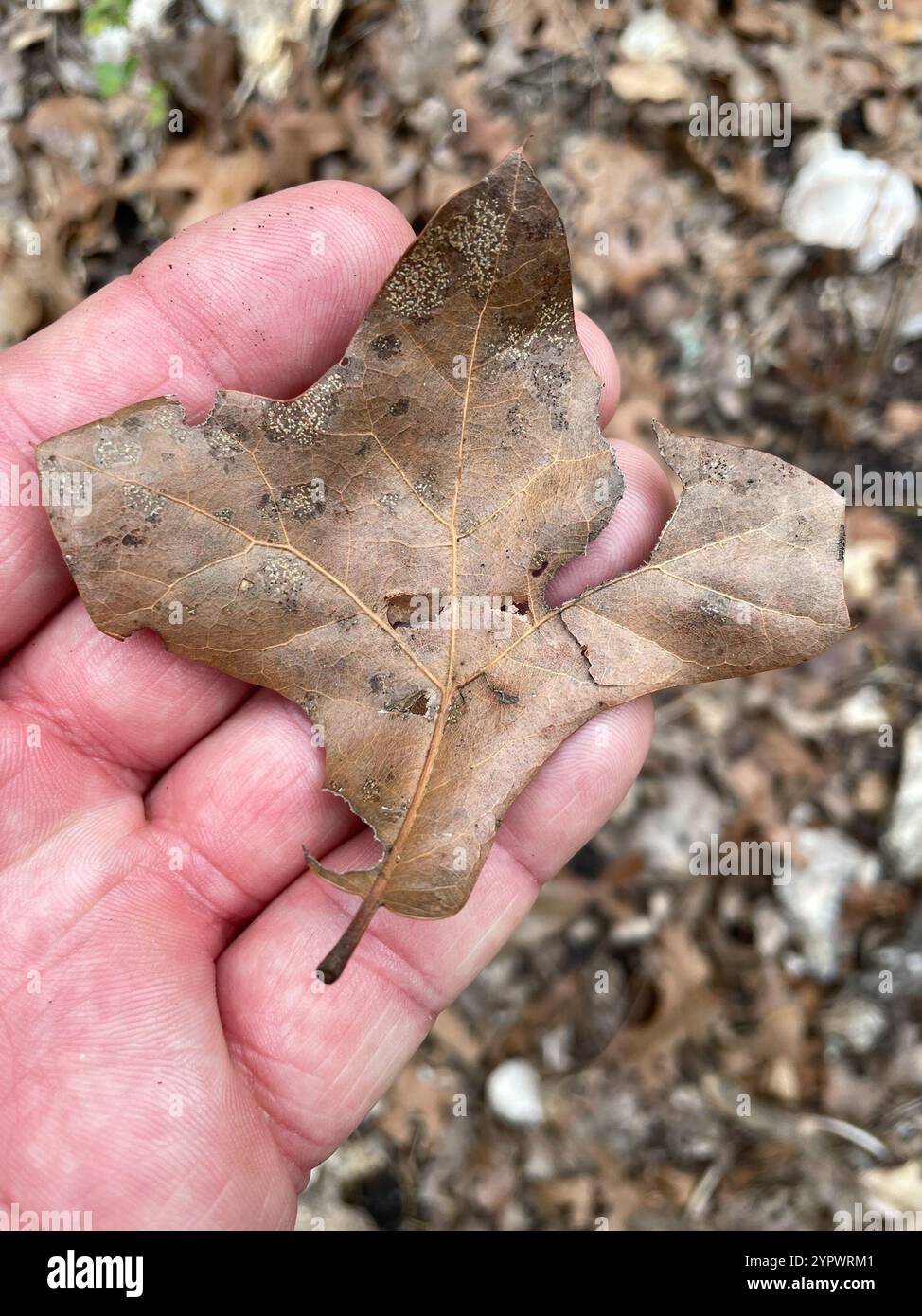blackjack oak (Quercus marilandica Stock Photo - Alamy