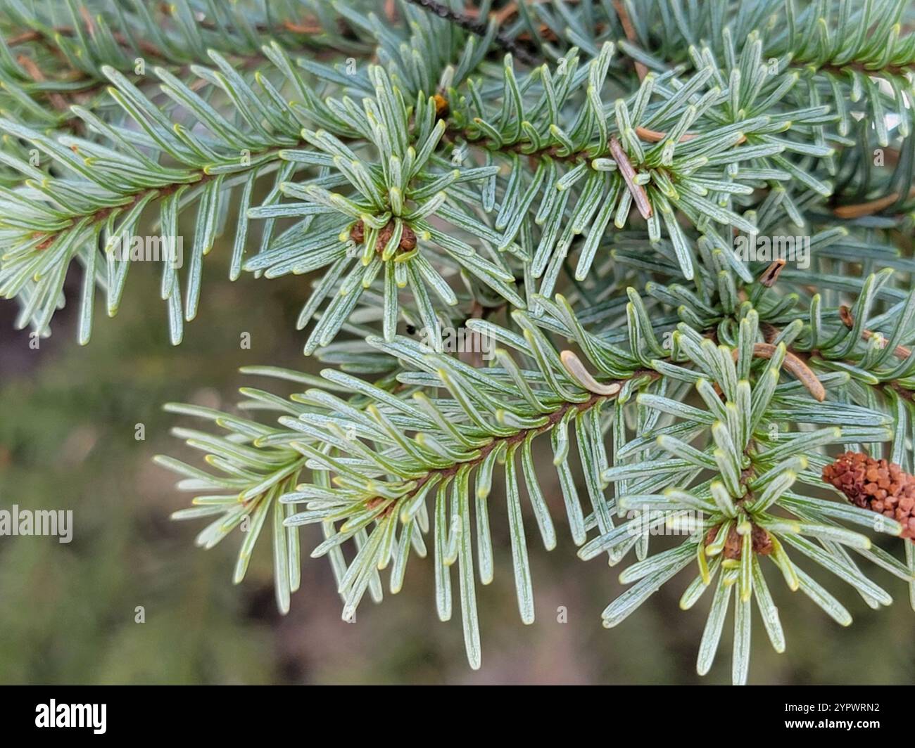 red fir (Abies magnifica Stock Photo - Alamy