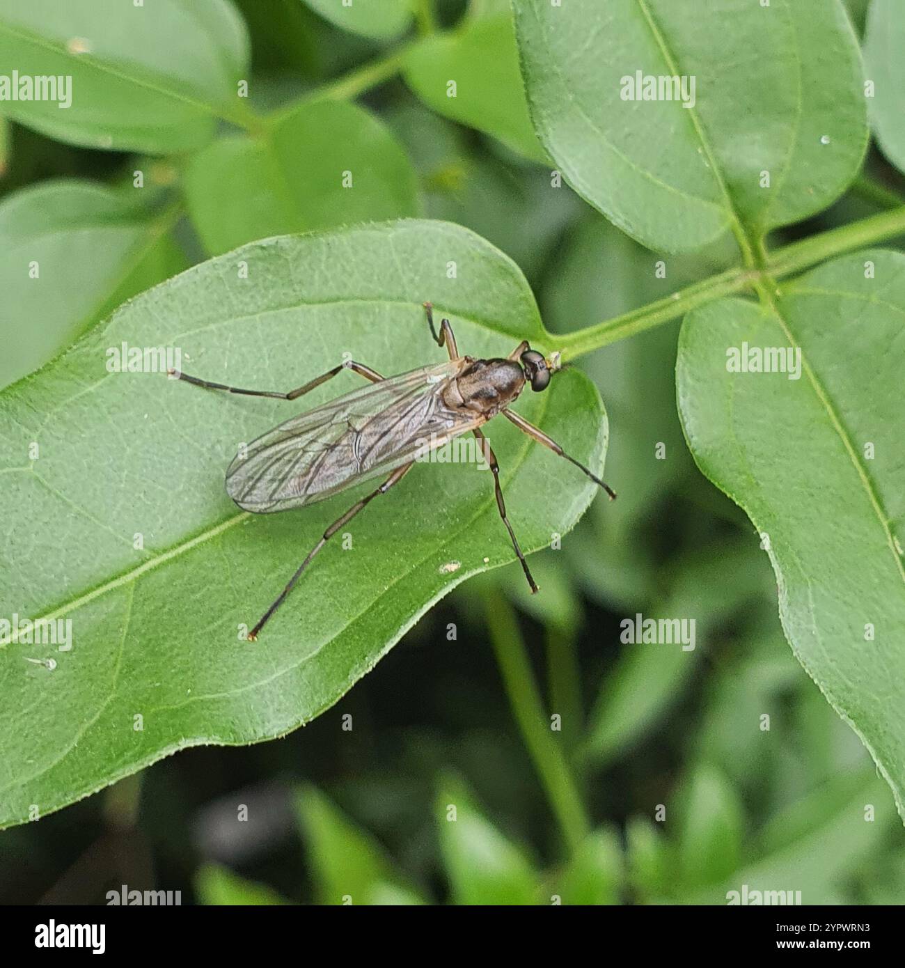 Wingless Soldier Flies (Boreoides Stock Photo - Alamy