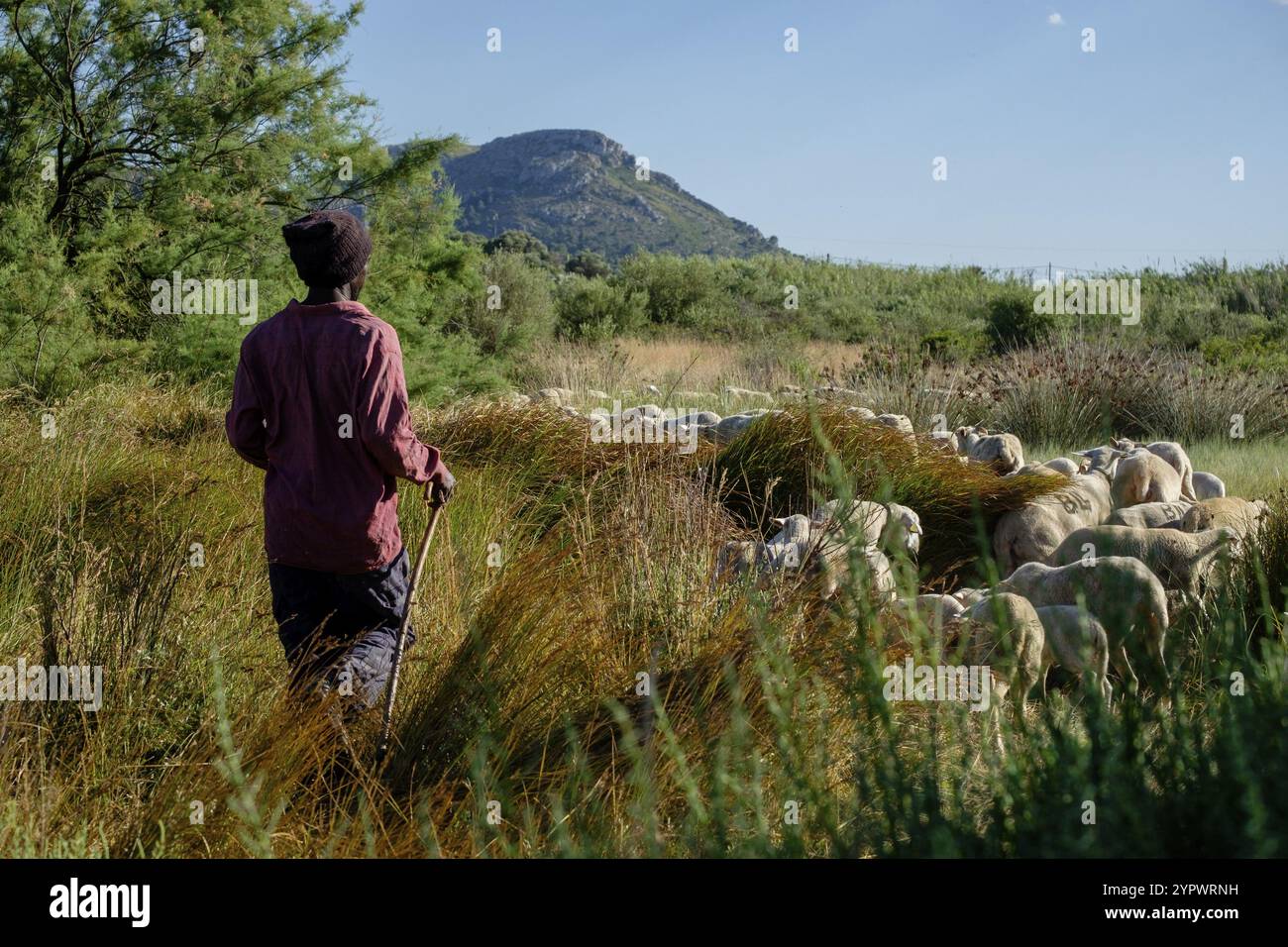 Reserva natural de ovejas hi-res stock photography and images - Alamy