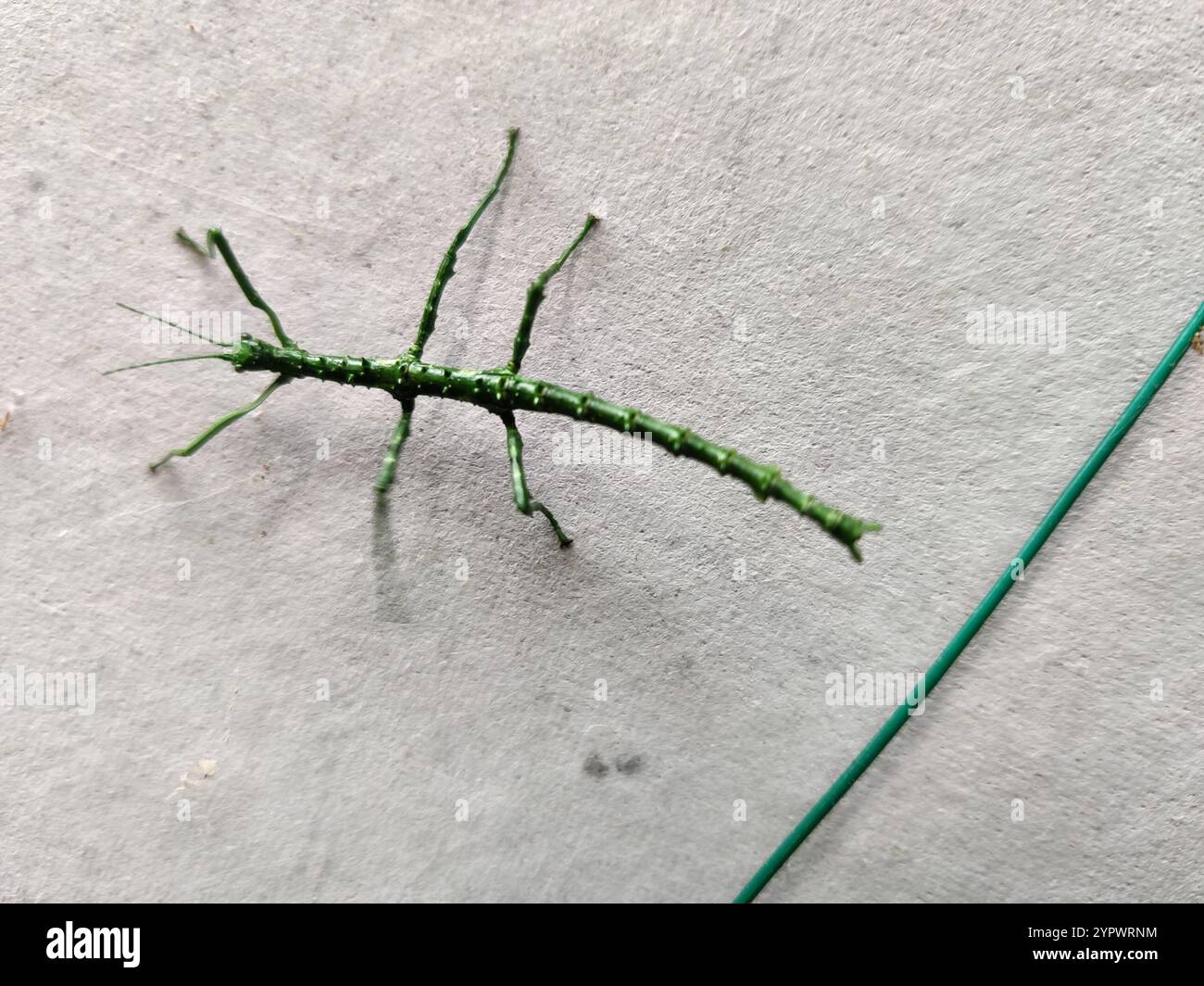 Prickly Stick Insect (Acanthoxyla prasina Stock Photo - Alamy