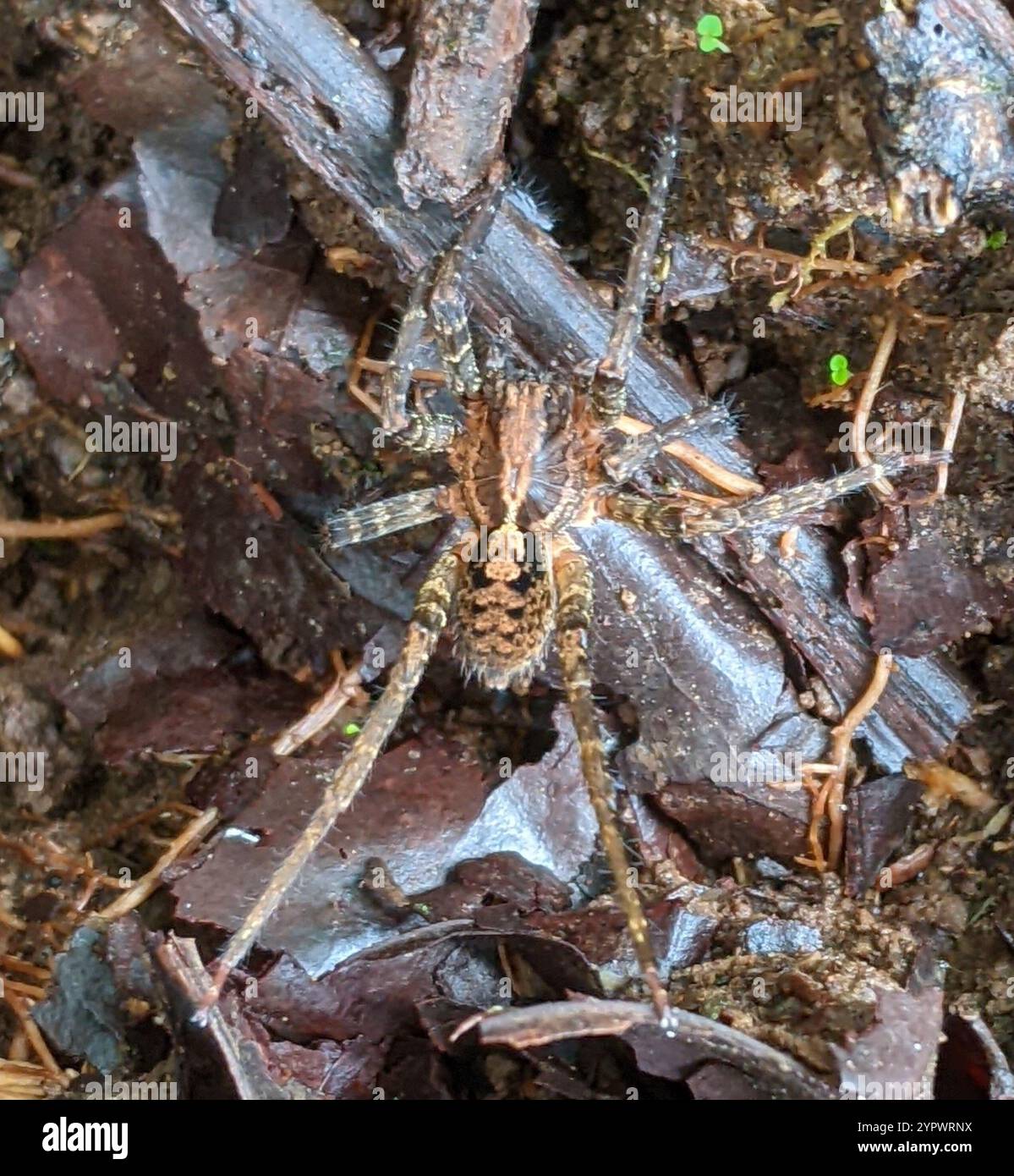 Wandering spiders hi-res stock photography and images - Alamy