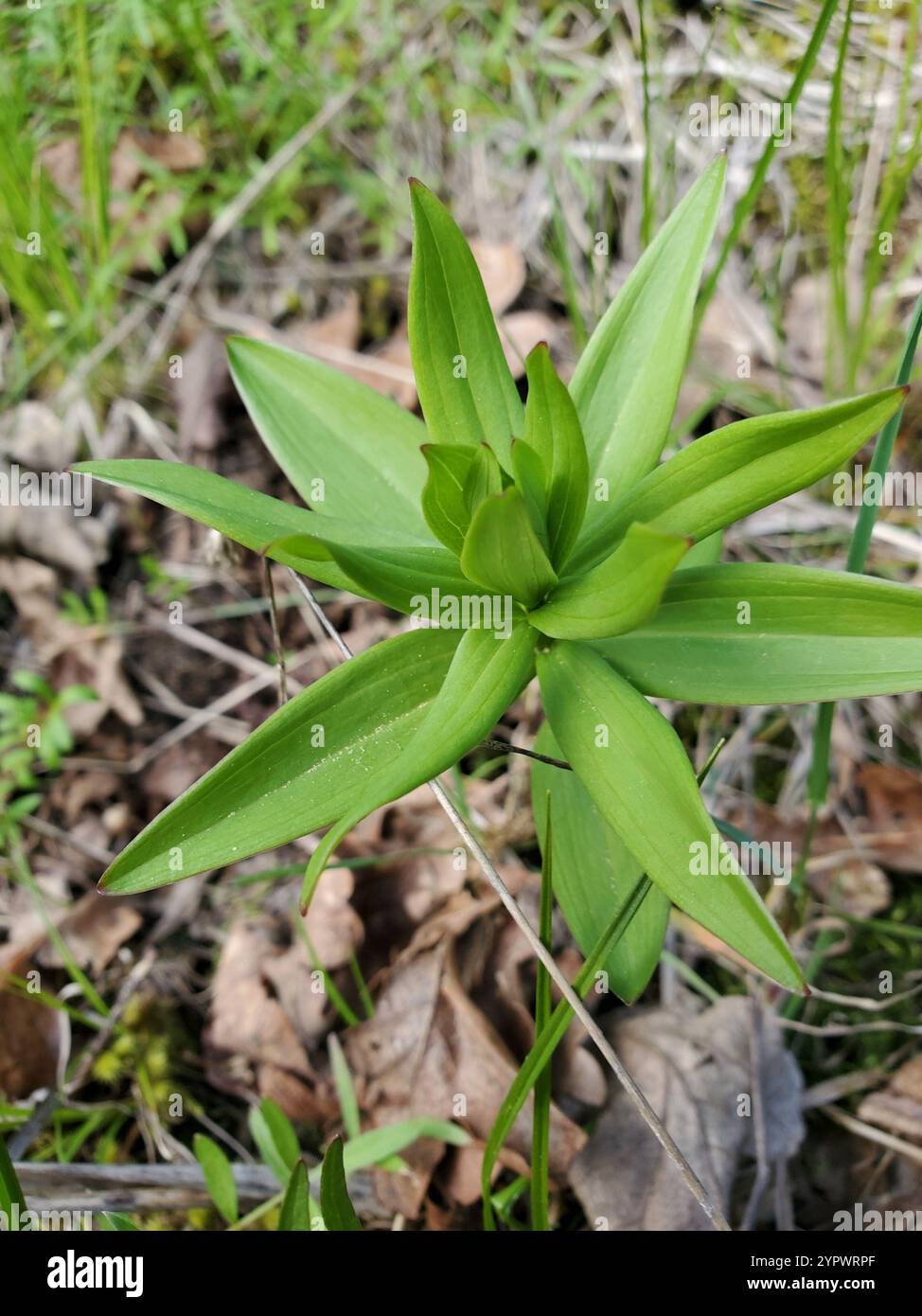 Columbia lily (Lilium columbianum Stock Photo - Alamy