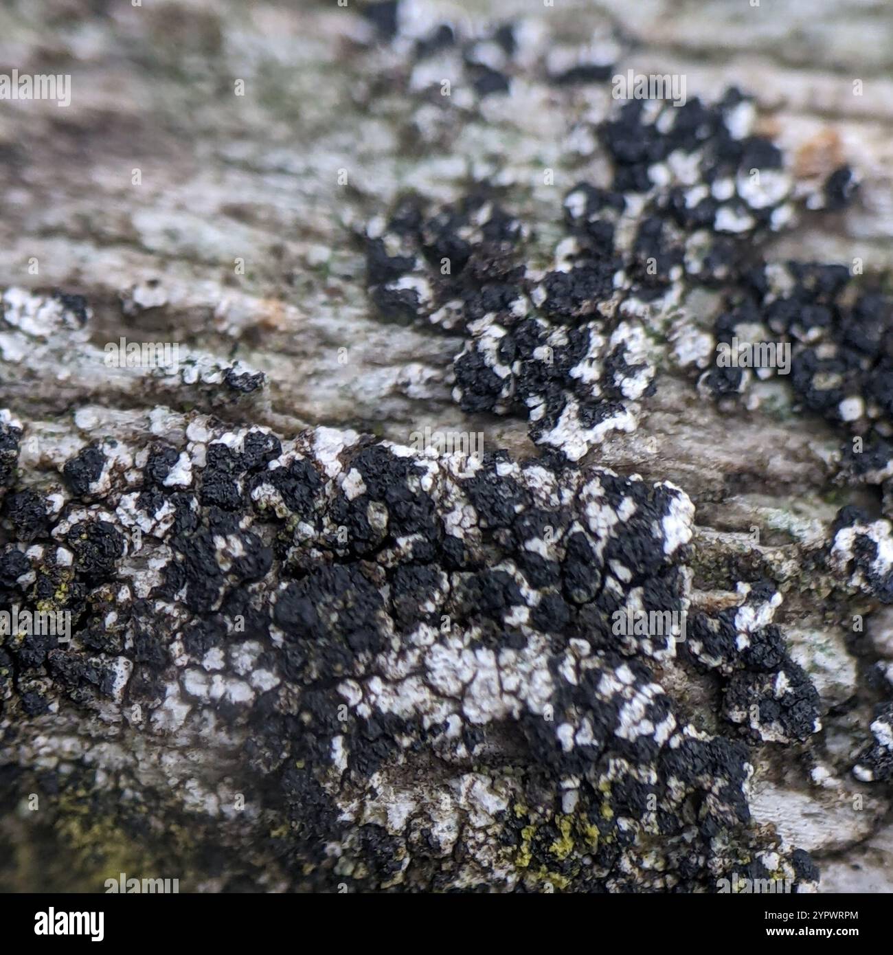 Tile Lichens (Lecidea Stock Photo - Alamy