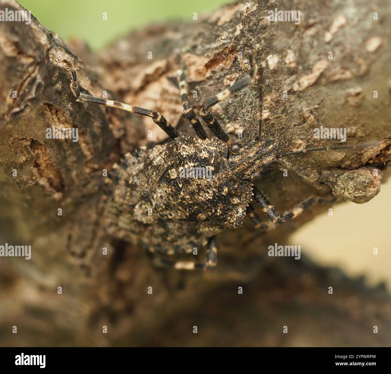 Rough Stink Bugs (Brochymena Stock Photo - Alamy