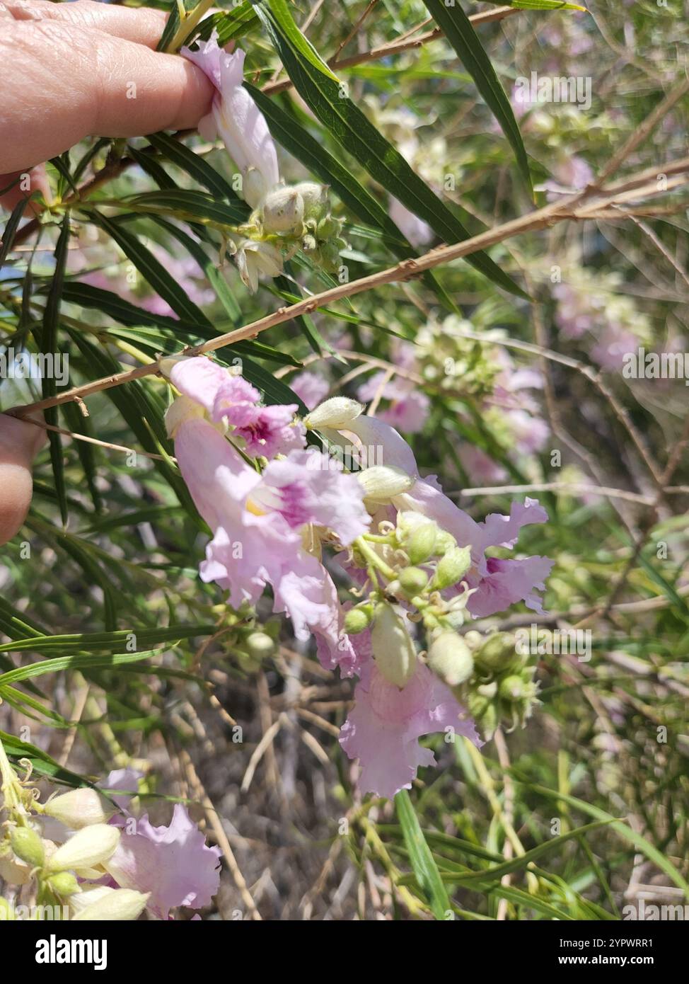 desert willow (Chilopsis linearis Stock Photo - Alamy