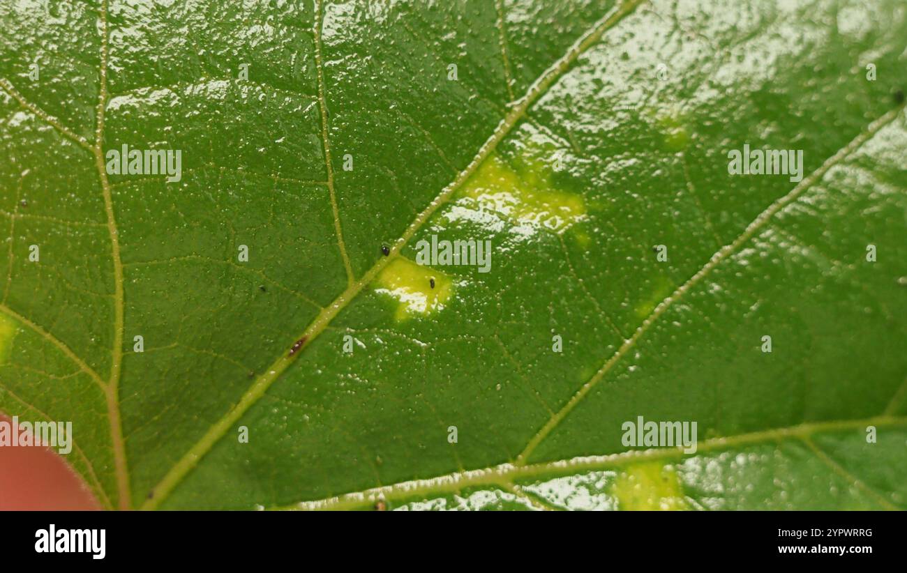 Grape Erineum Mite (Colomerus vitis Stock Photo - Alamy