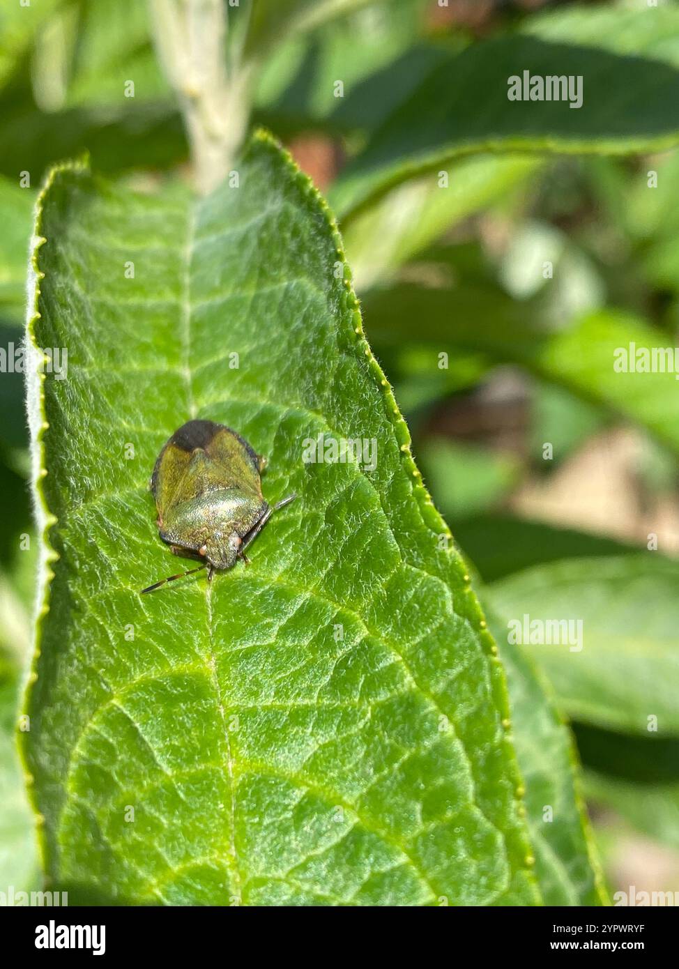 Green Shield Bug (Palomena prasina Stock Photo - Alamy