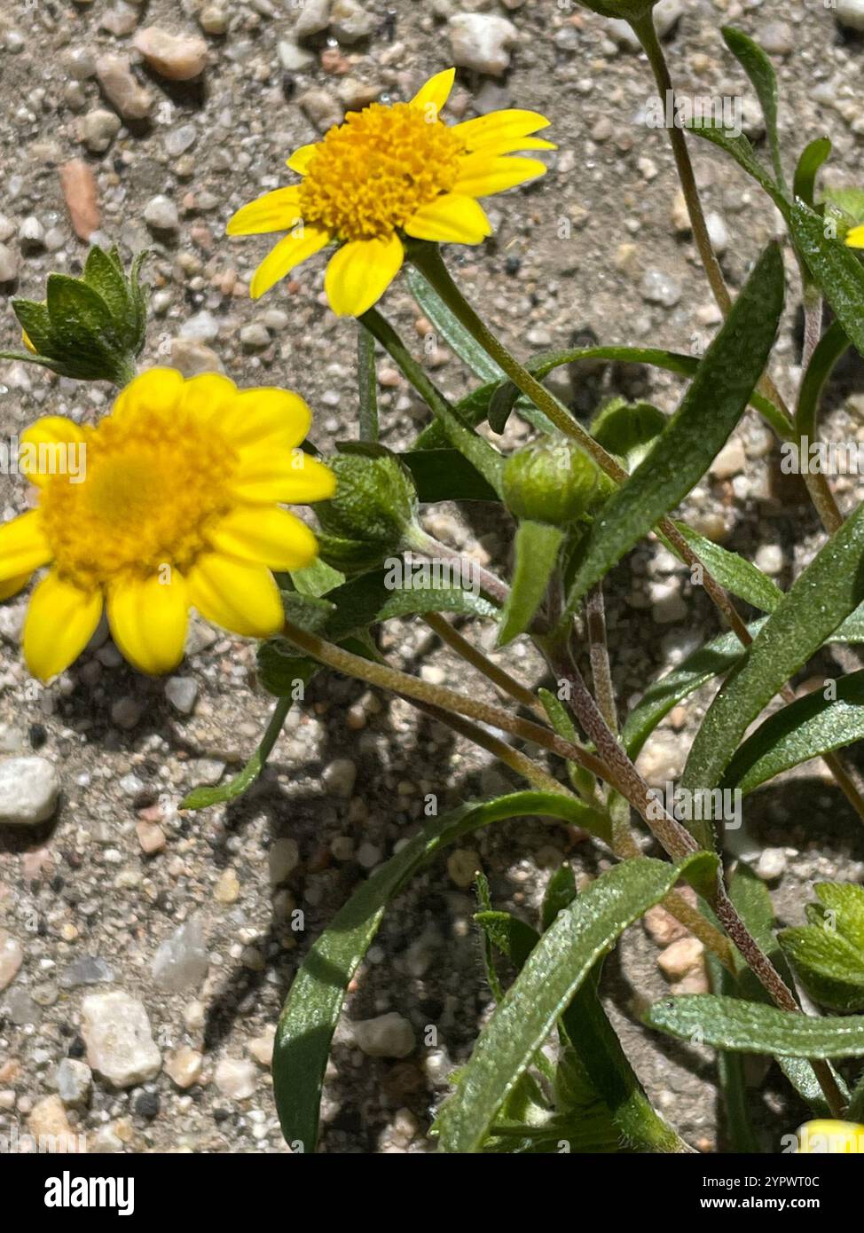 common goldfields (Lasthenia gracilis Stock Photo - Alamy