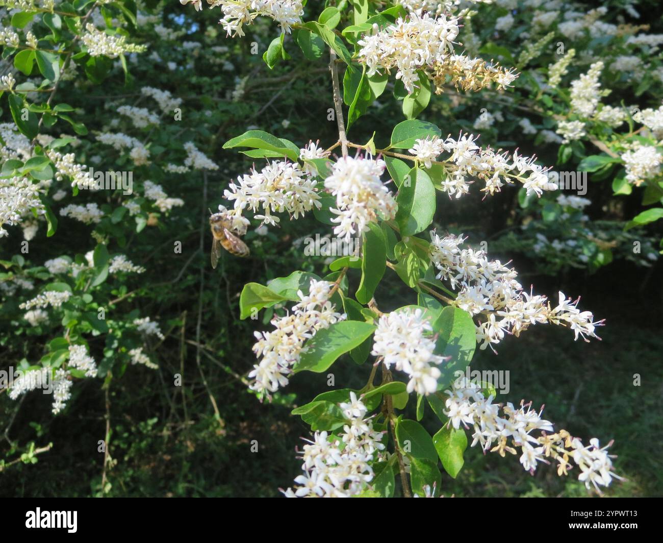Chinese privet (Ligustrum sinense Stock Photo - Alamy