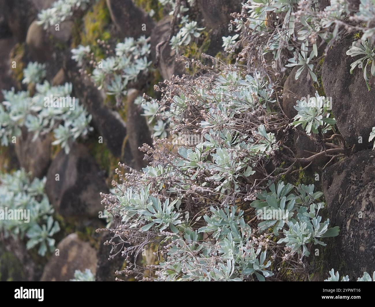 Crossostephium hi-res stock photography and images - Alamy