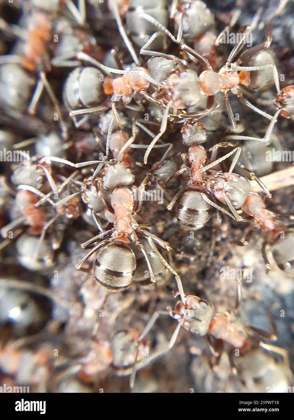 rufa-group Wood Ants (Formica rufa Stock Photo - Alamy