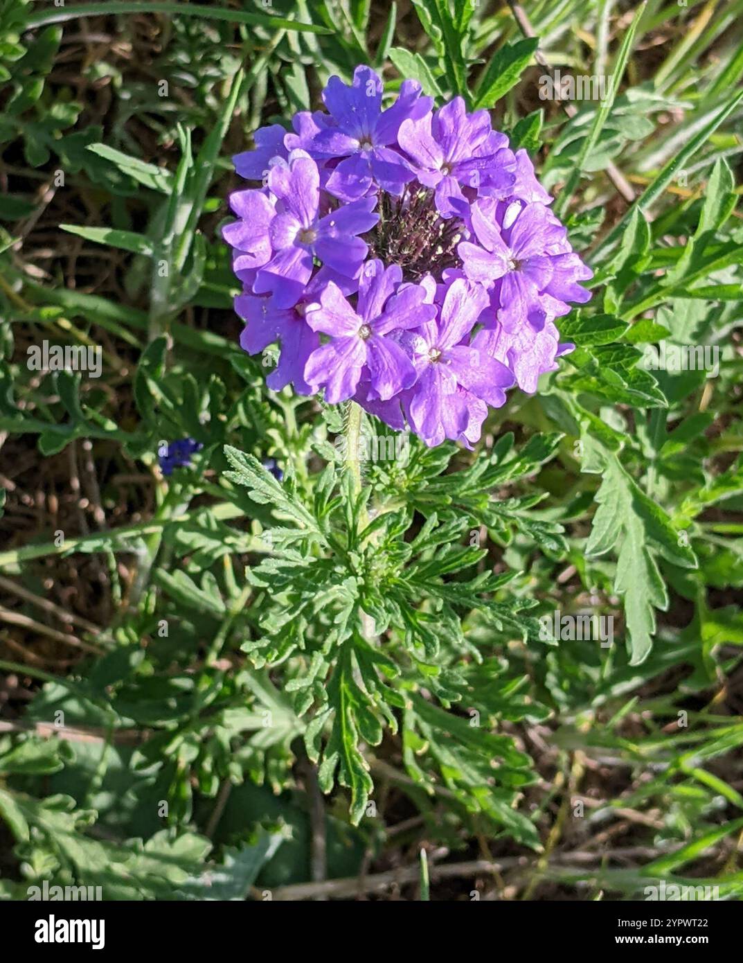 Dakota mock vervain (Glandularia bipinnatifida Stock Photo - Alamy