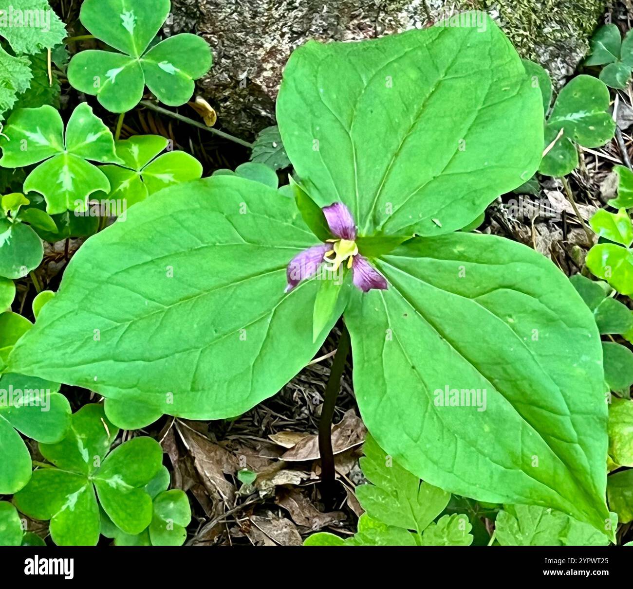 Pacific trillium (Trillium ovatum Stock Photo - Alamy
