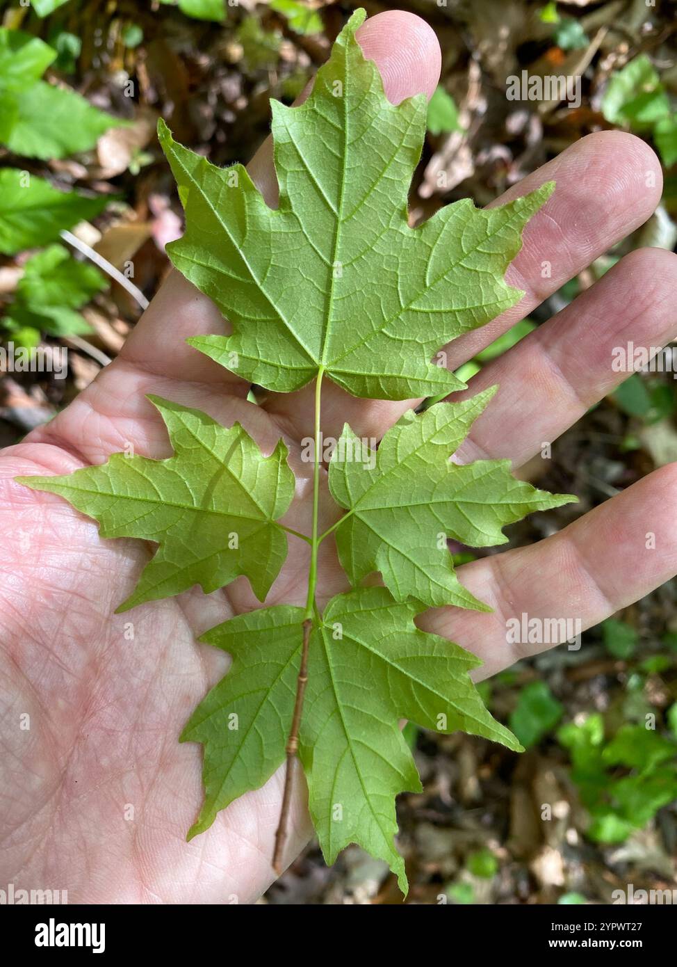 chalk maple (Acer leucoderme Stock Photo - Alamy