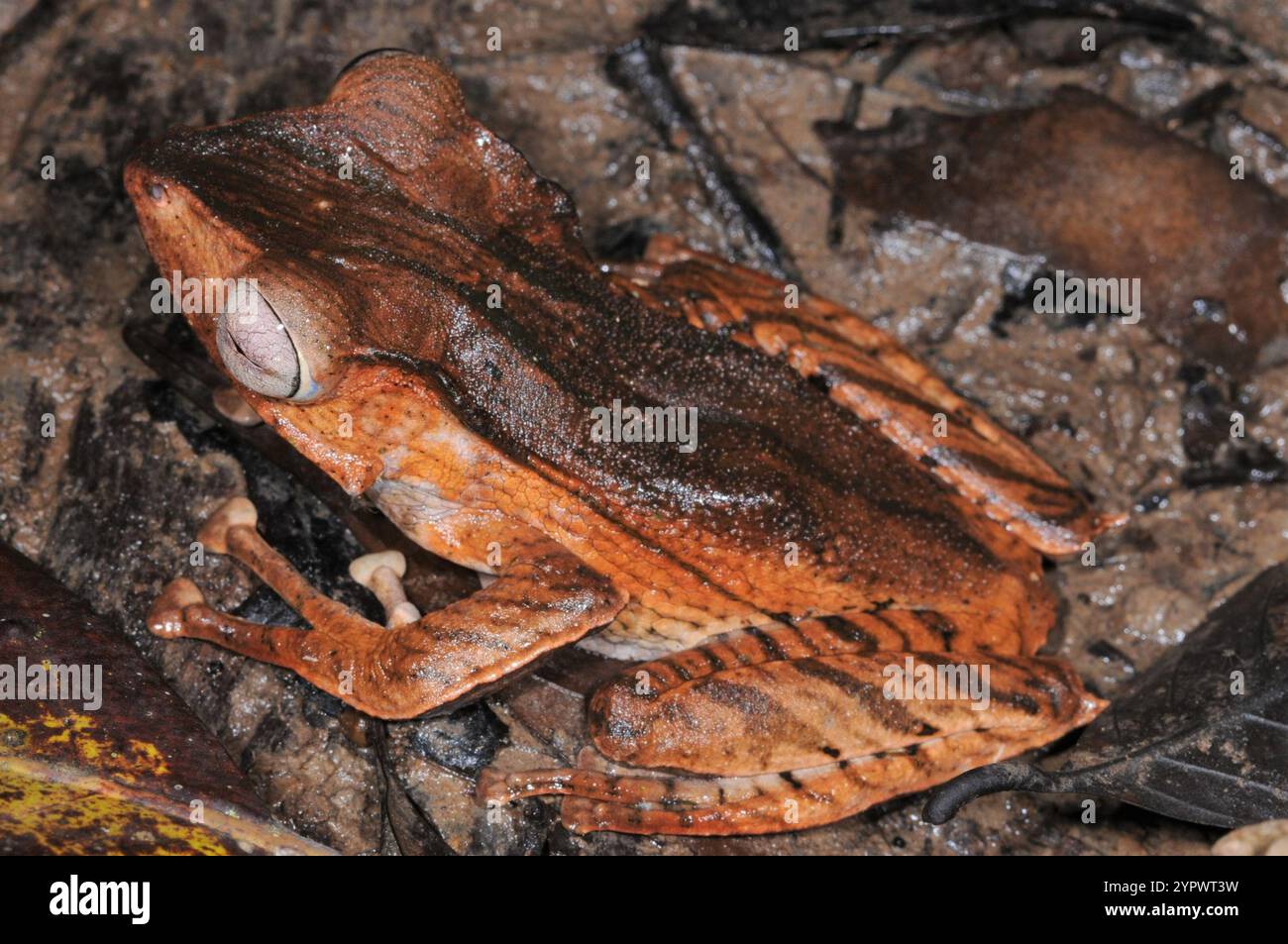File-eared Tree Frog (Polypedates otilophus Stock Photo - Alamy