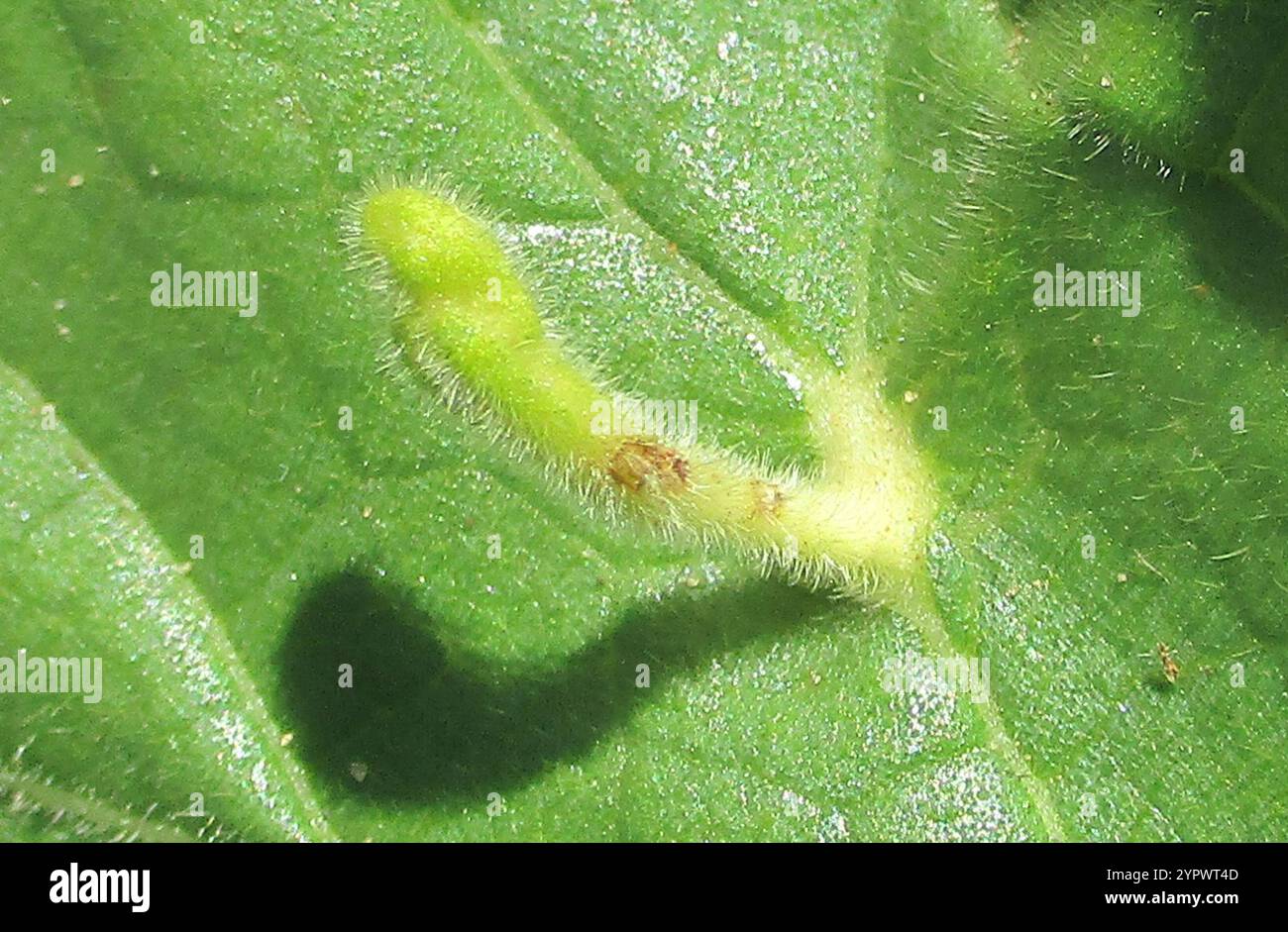 Mispel Leaf Gall Mite (Acalitus mallyi Stock Photo - Alamy