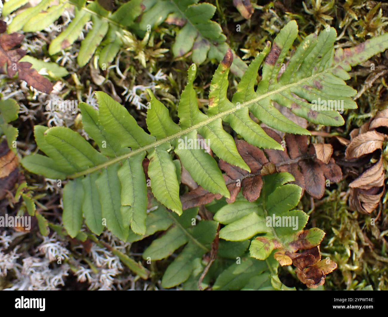 western polypody (Polypodium hesperium Stock Photo - Alamy
