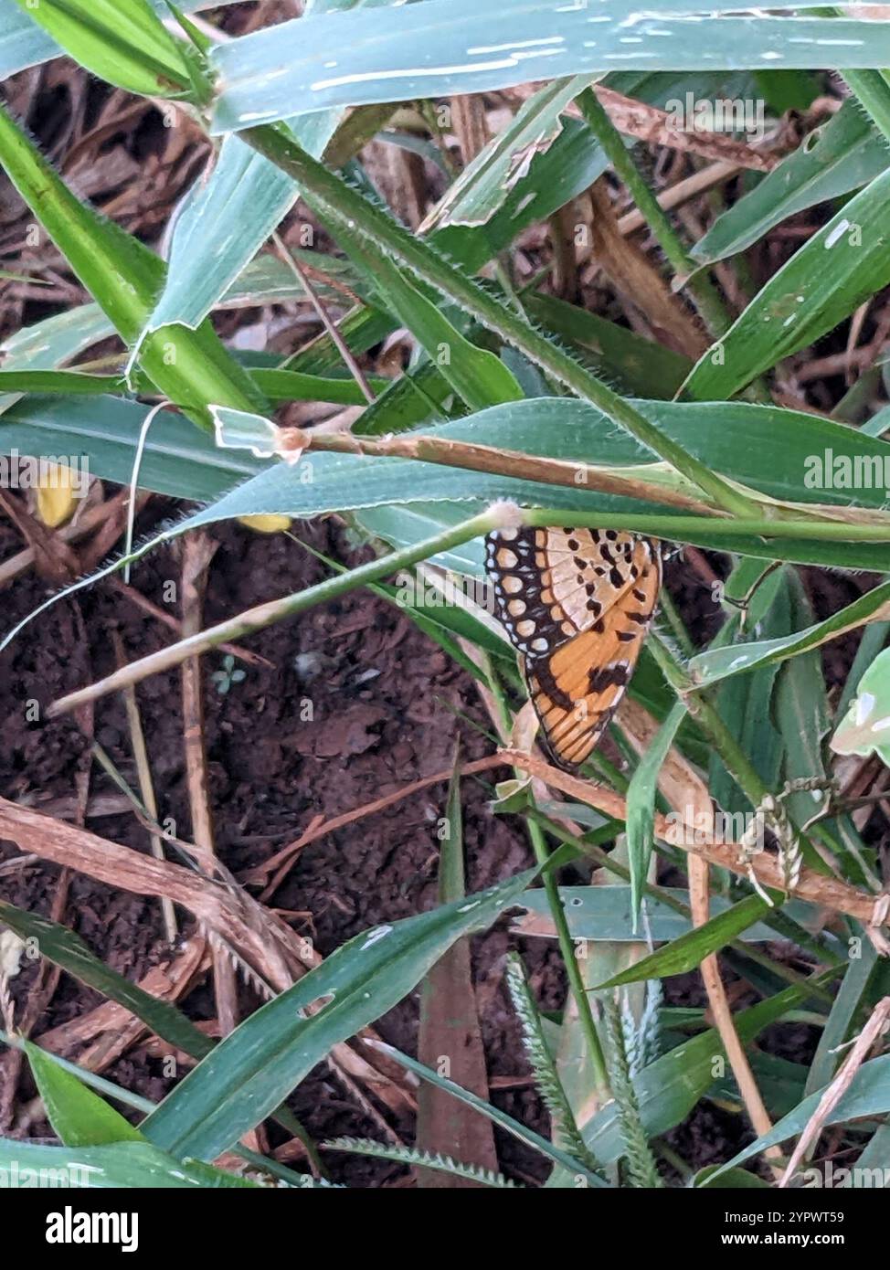 African Joker (Byblia anvatara Stock Photo - Alamy