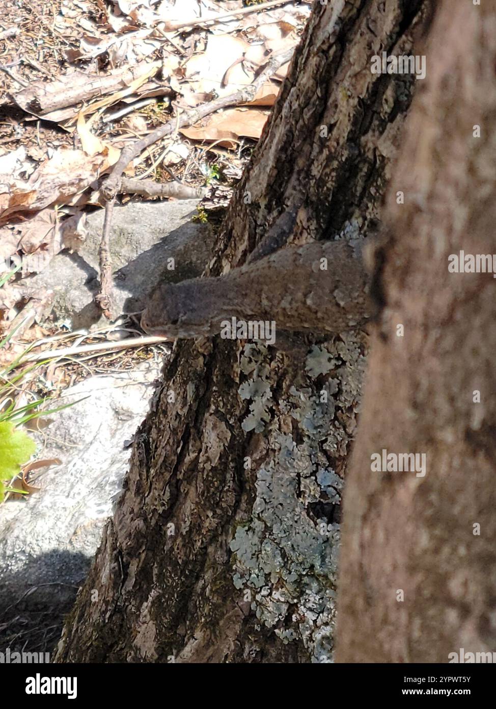 Eastern Fence Lizard (Sceloporus undulatus Stock Photo - Alamy