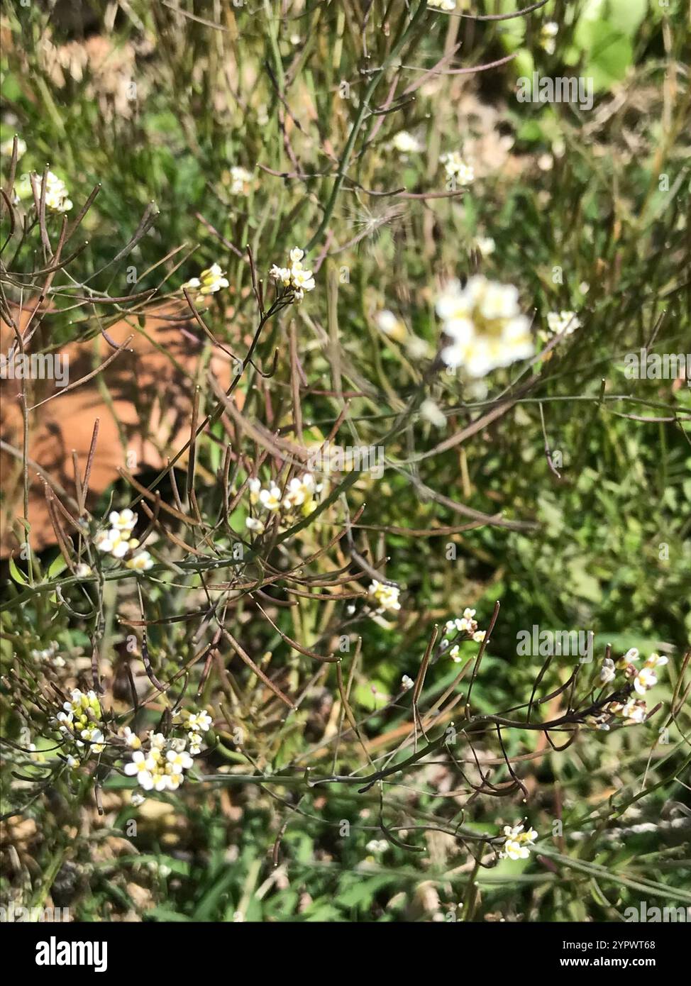 mouse-ear cress (Arabidopsis thaliana Stock Photo - Alamy
