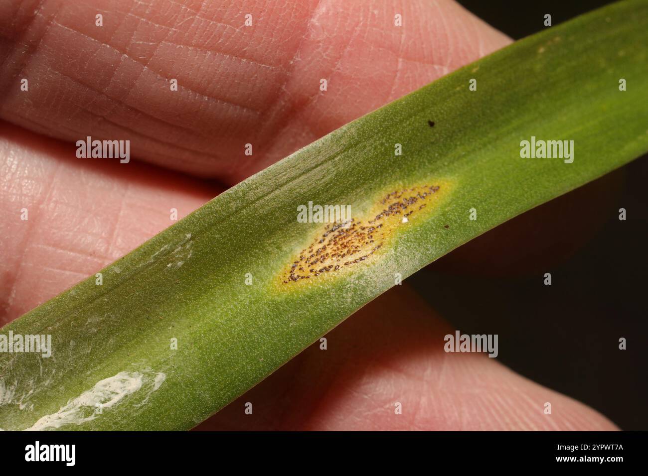Bluebell rust (Uromyces hyacinthi Stock Photo - Alamy